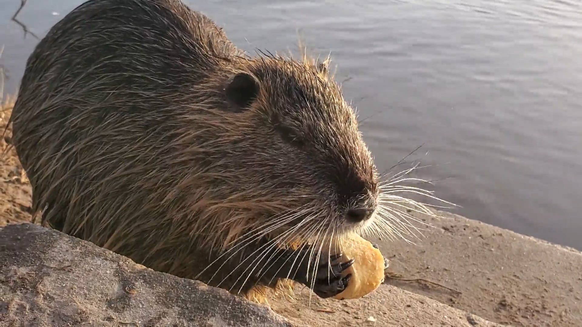 Vidéo gratuite de aliments, animal, bassin