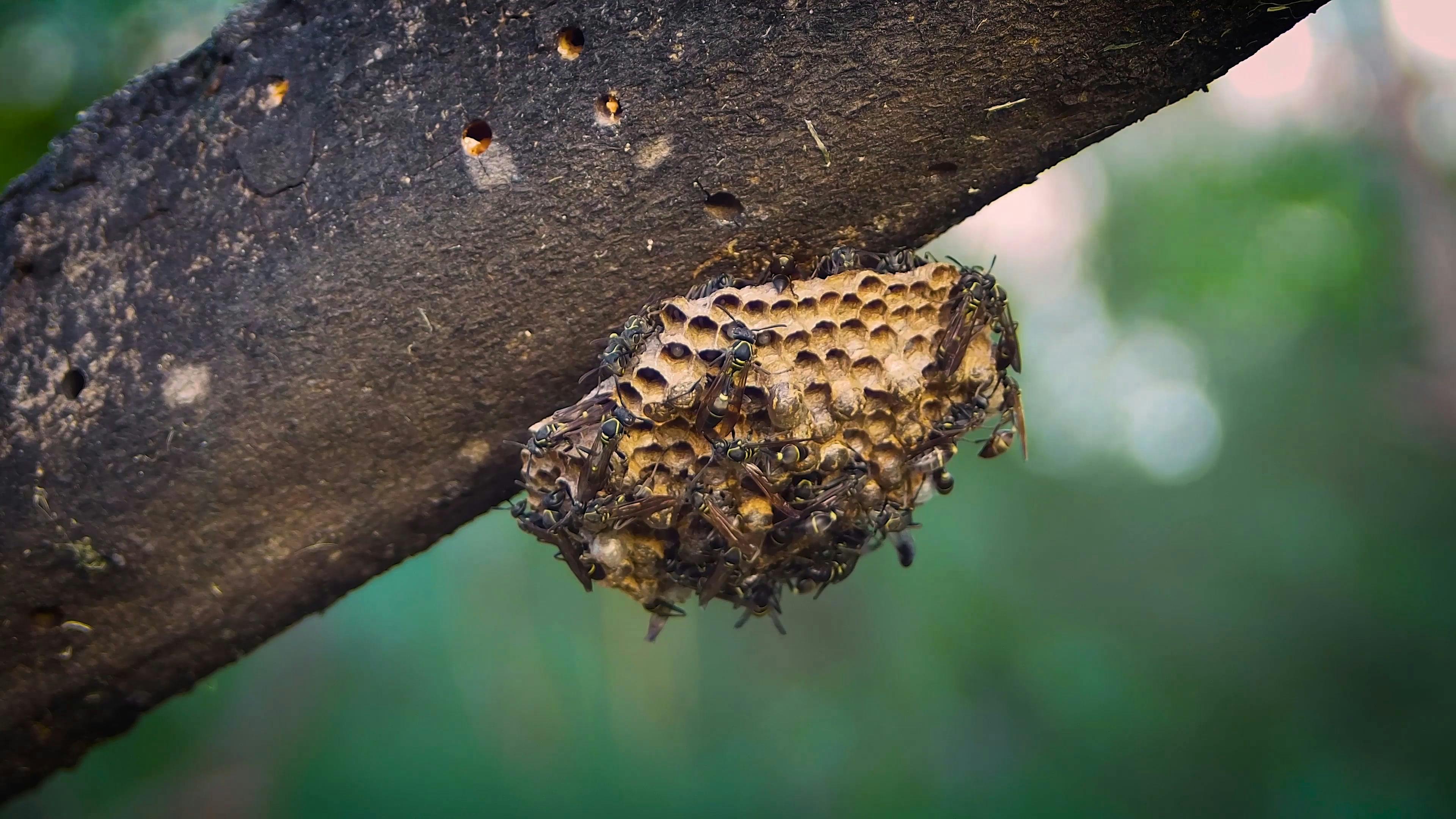 Bugs Videos, Download The BEST Free 4k Stock Video Footage & Bugs HD ...