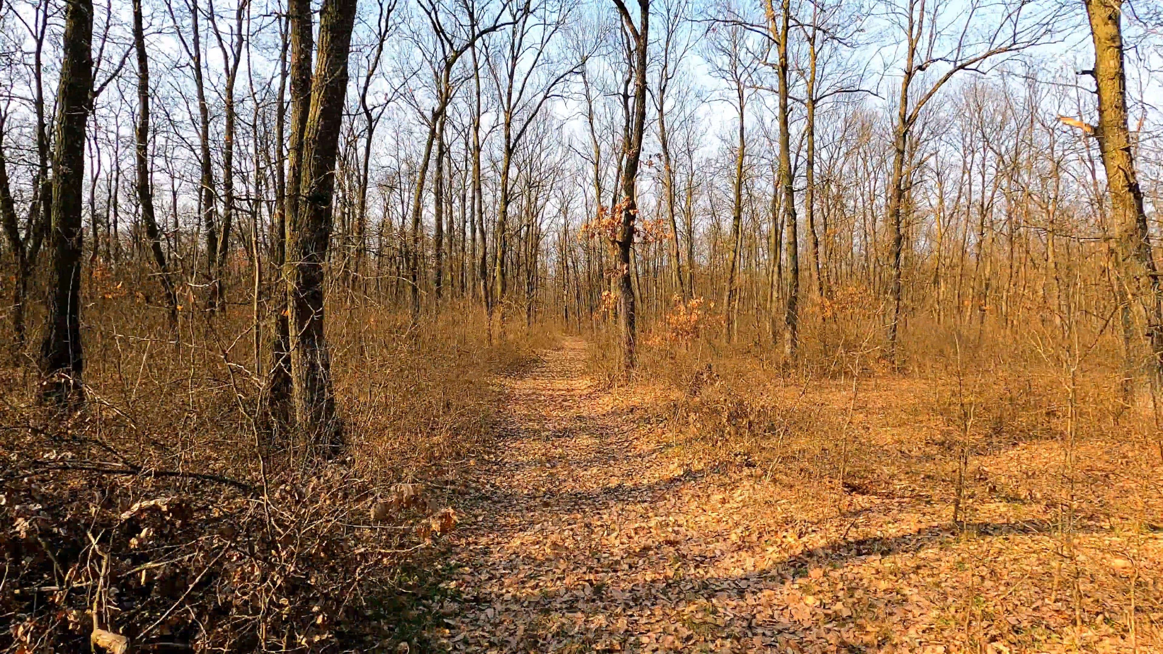 Strolling In the Woods Free Stock Video Footage, Royalty-Free 4K & HD ...