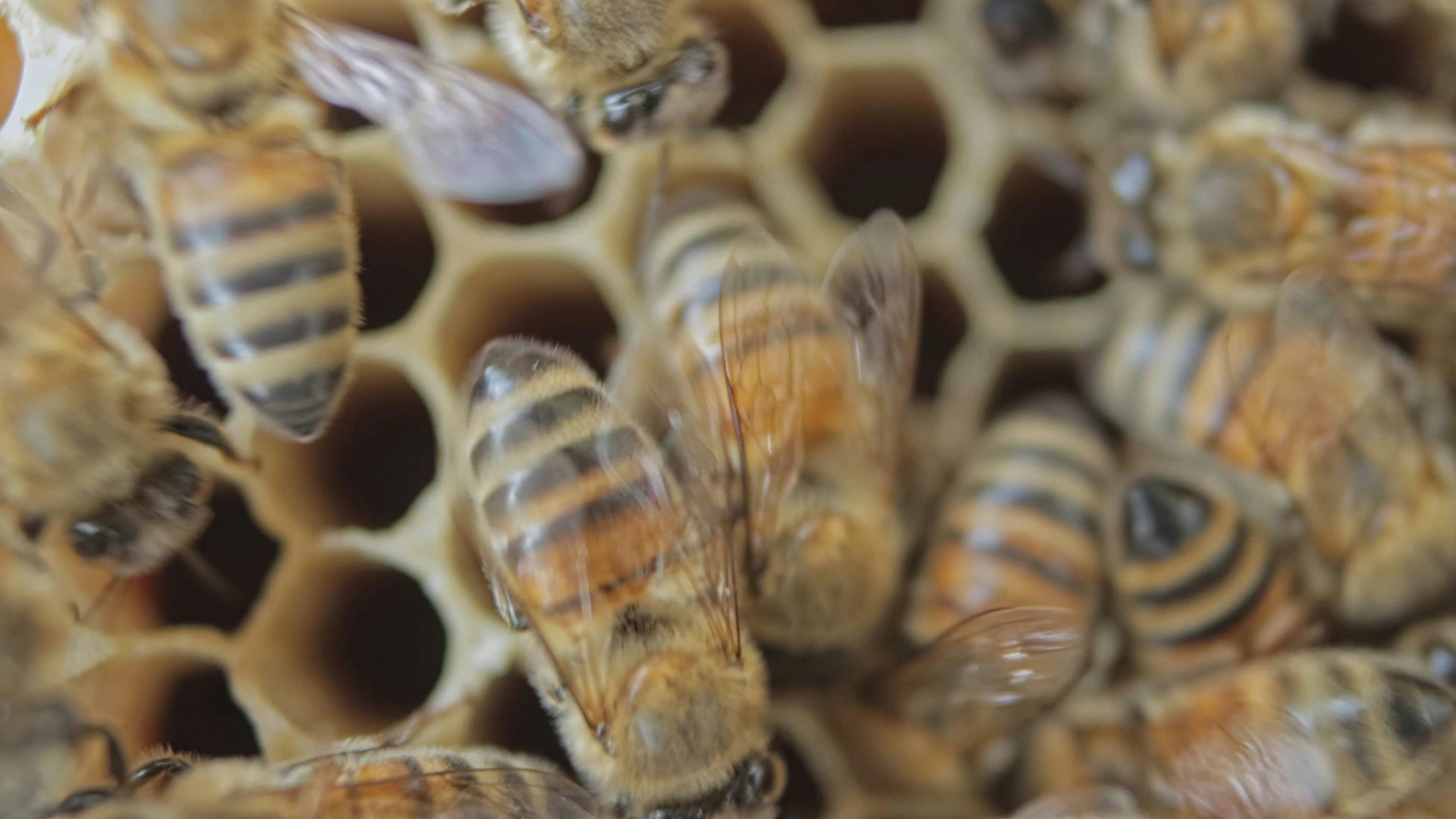 Vídeos de stock gratuitos sobre abeja reina, abeja trabajadora, abeja ...