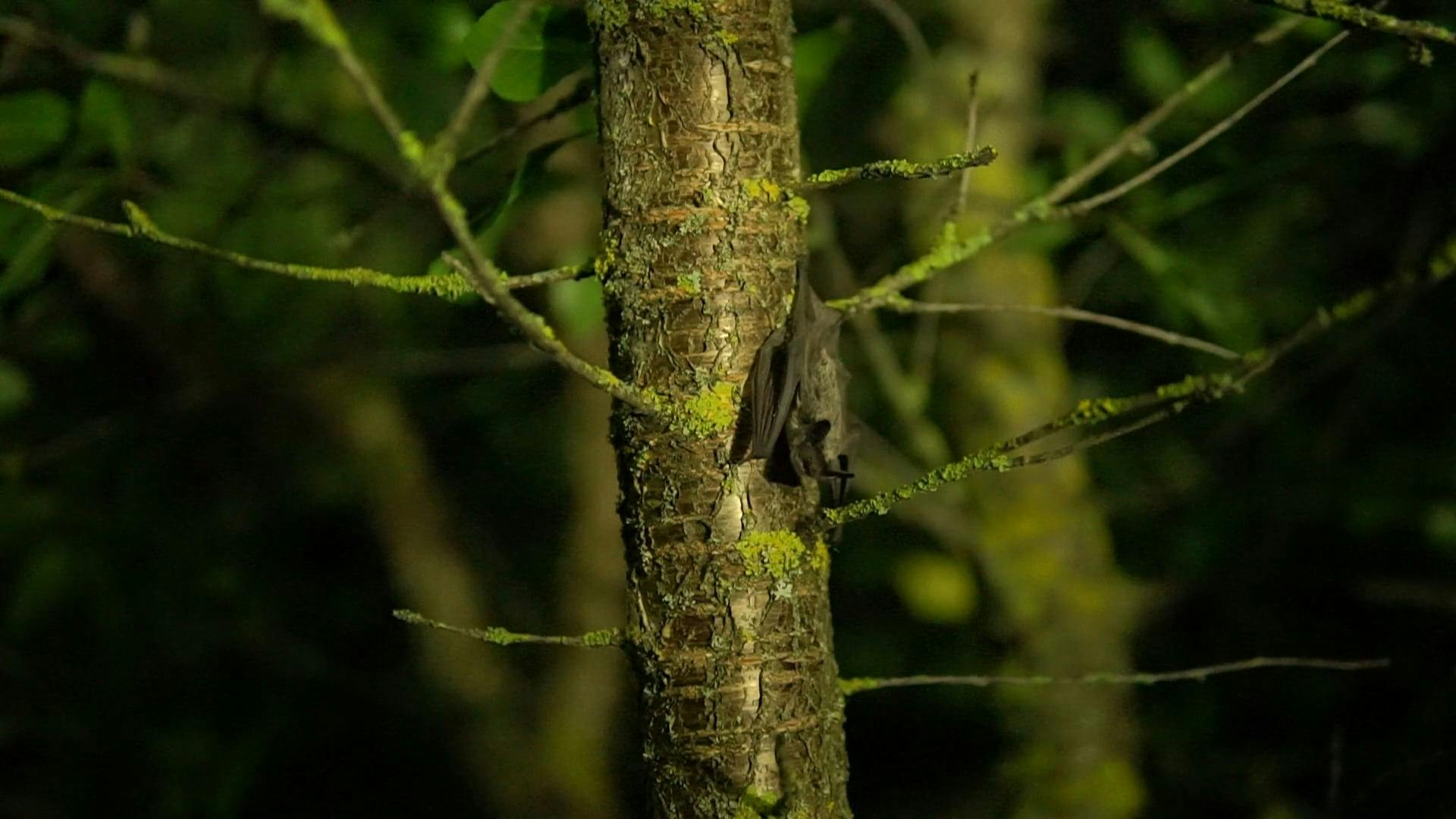 Close-Up View of a Bat on a Tree · Free Stock Video