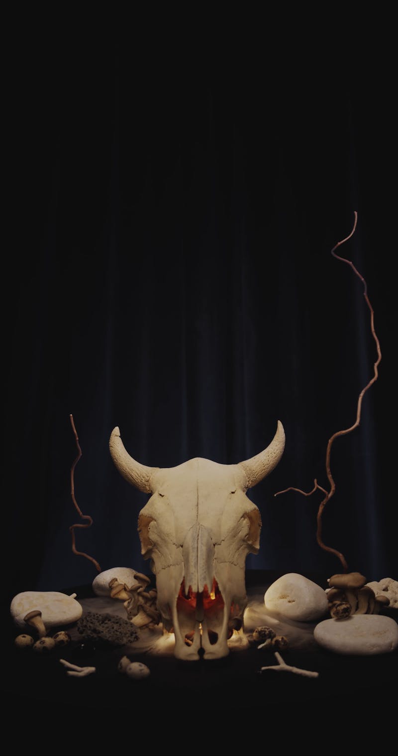 Skull Videos, Download The BEST Free 4k Stock Video Footage & Skull HD ...