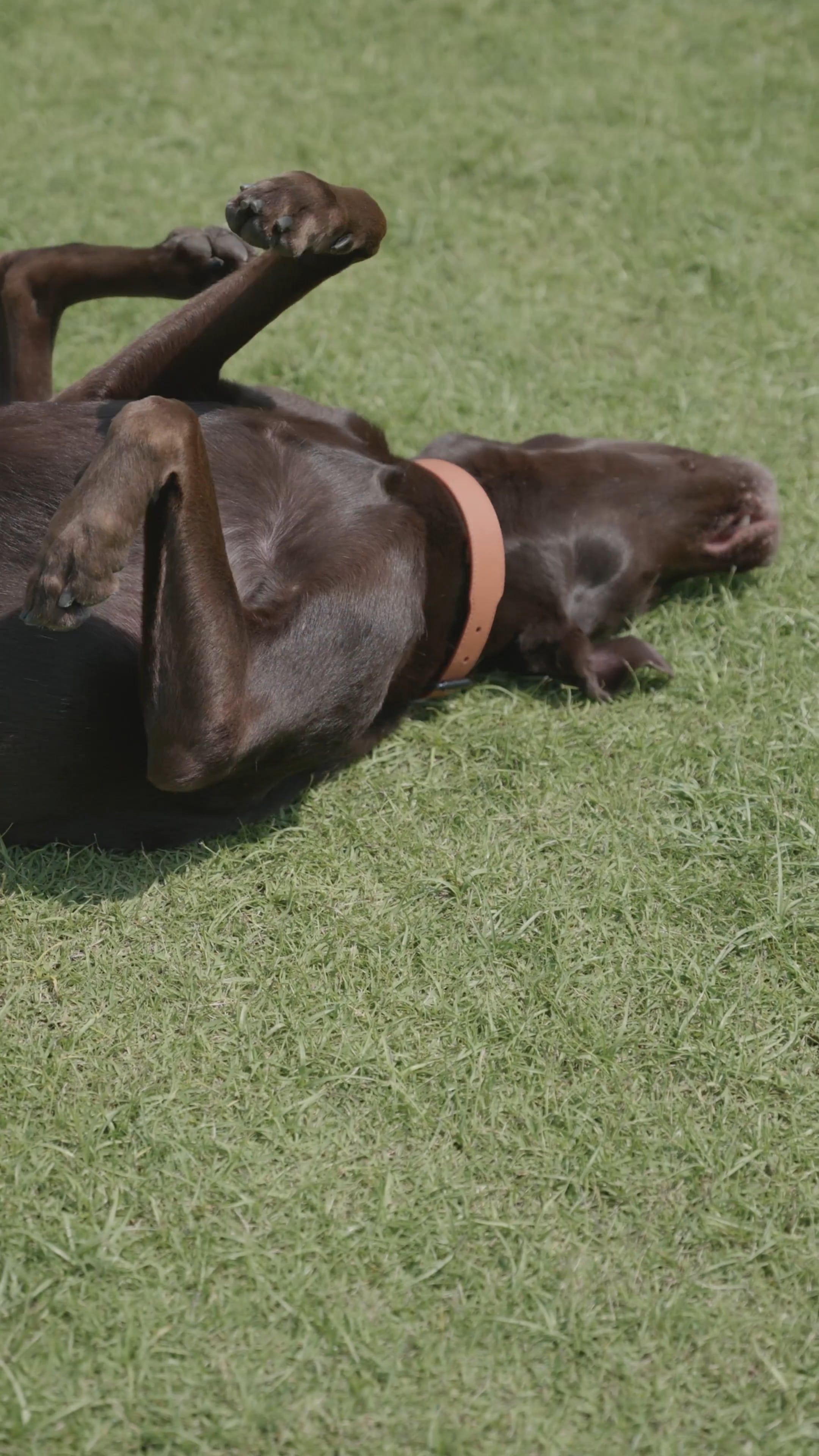 Video of a Dog Playing Free Stock Video Footage, Royalty-Free 4K & HD ...
