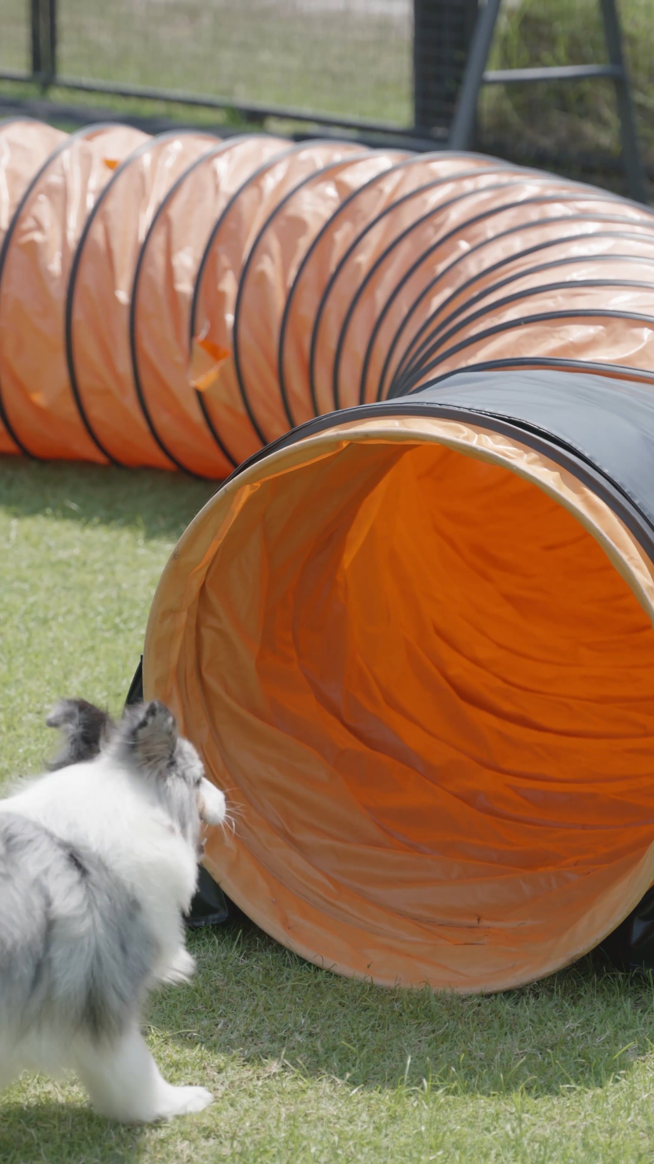 A Dog Playing in the Park Free Stock Video Footage, Royalty-Free 4K ...