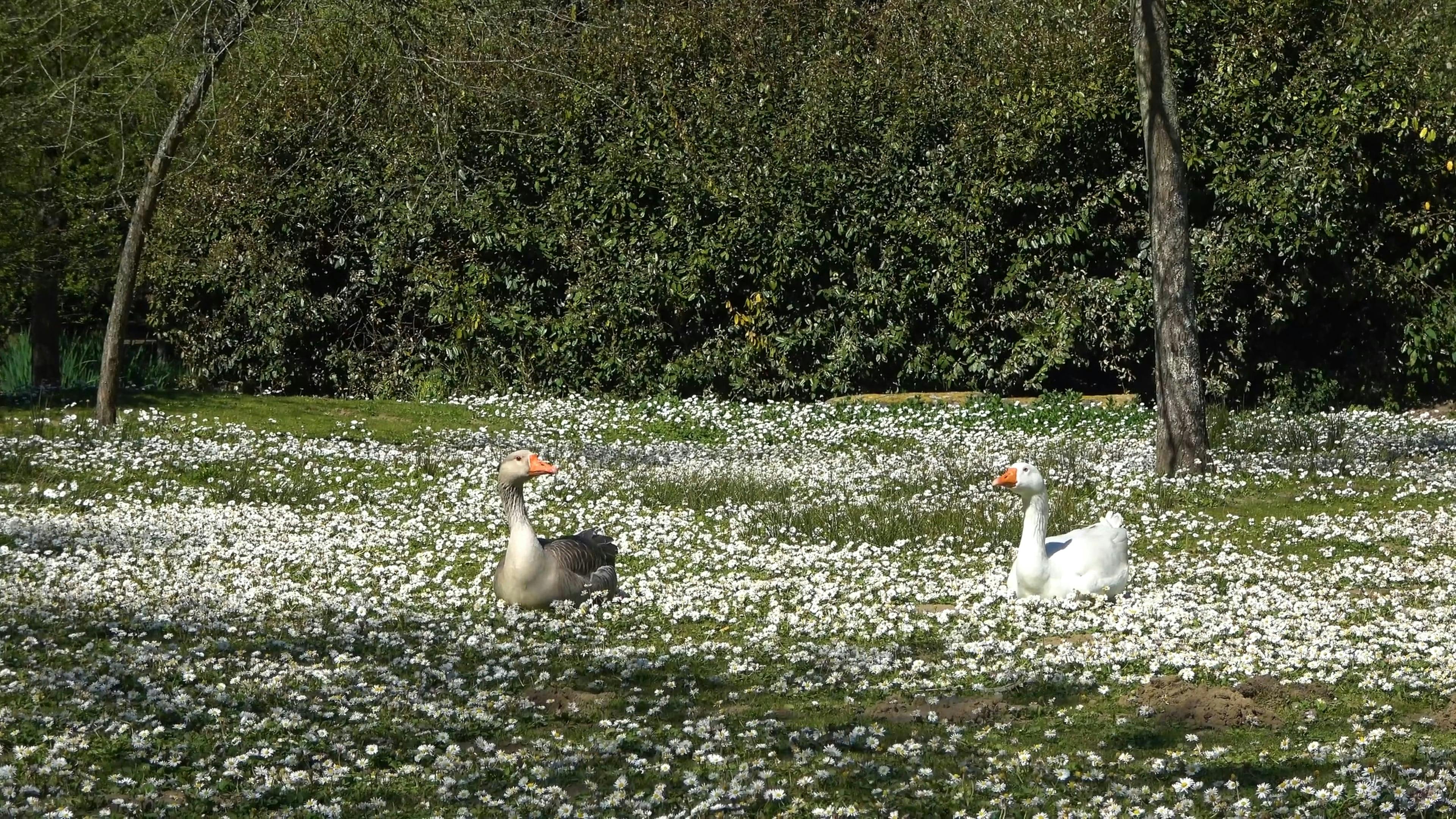 Ducks And Flowers Videos, Download The BEST Free 4k Stock Video Footage ...