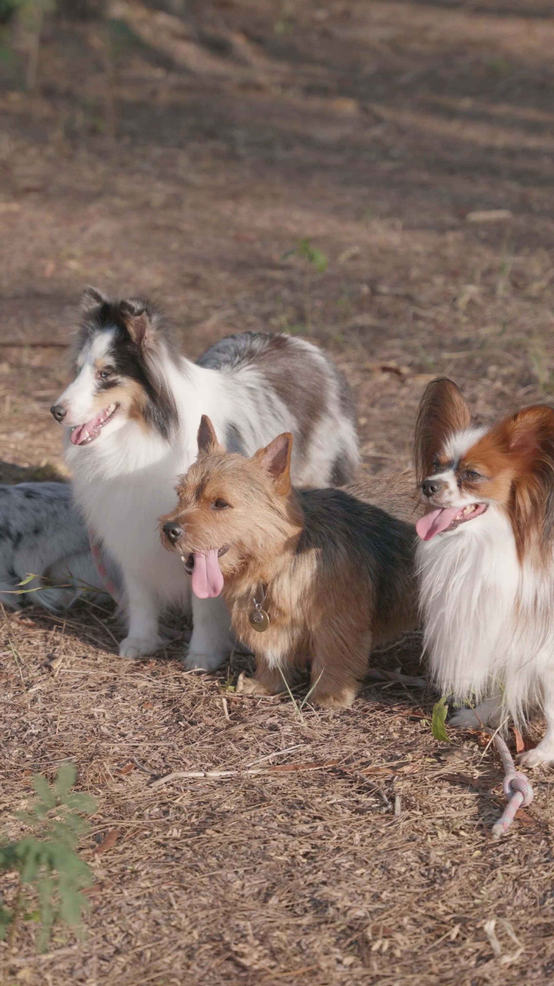 Dogs Posing Outdoors · Free Stock Video