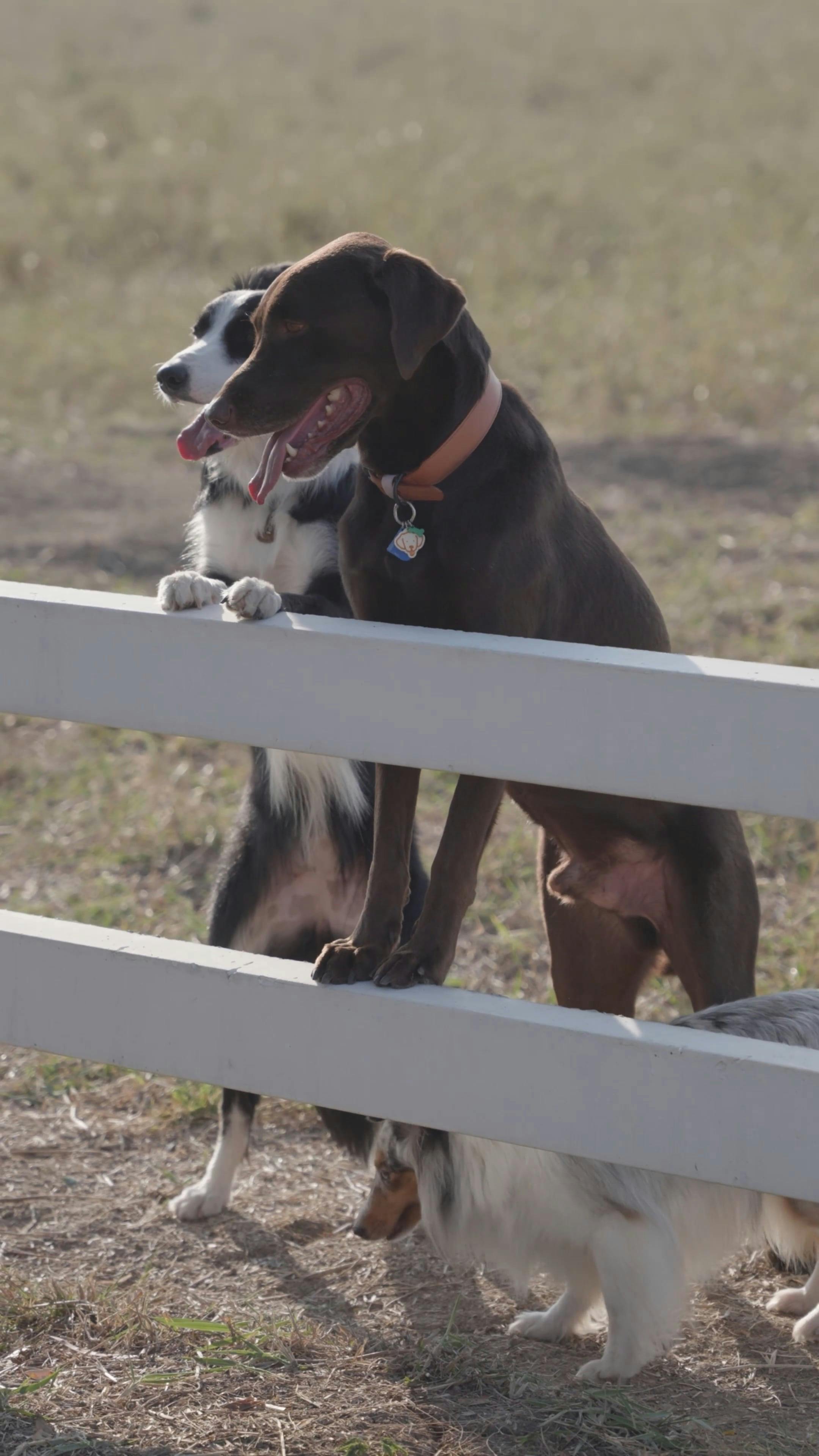 Dogs Standing on the Fence Free Stock Video Footage, Royalty-Free 4K ...