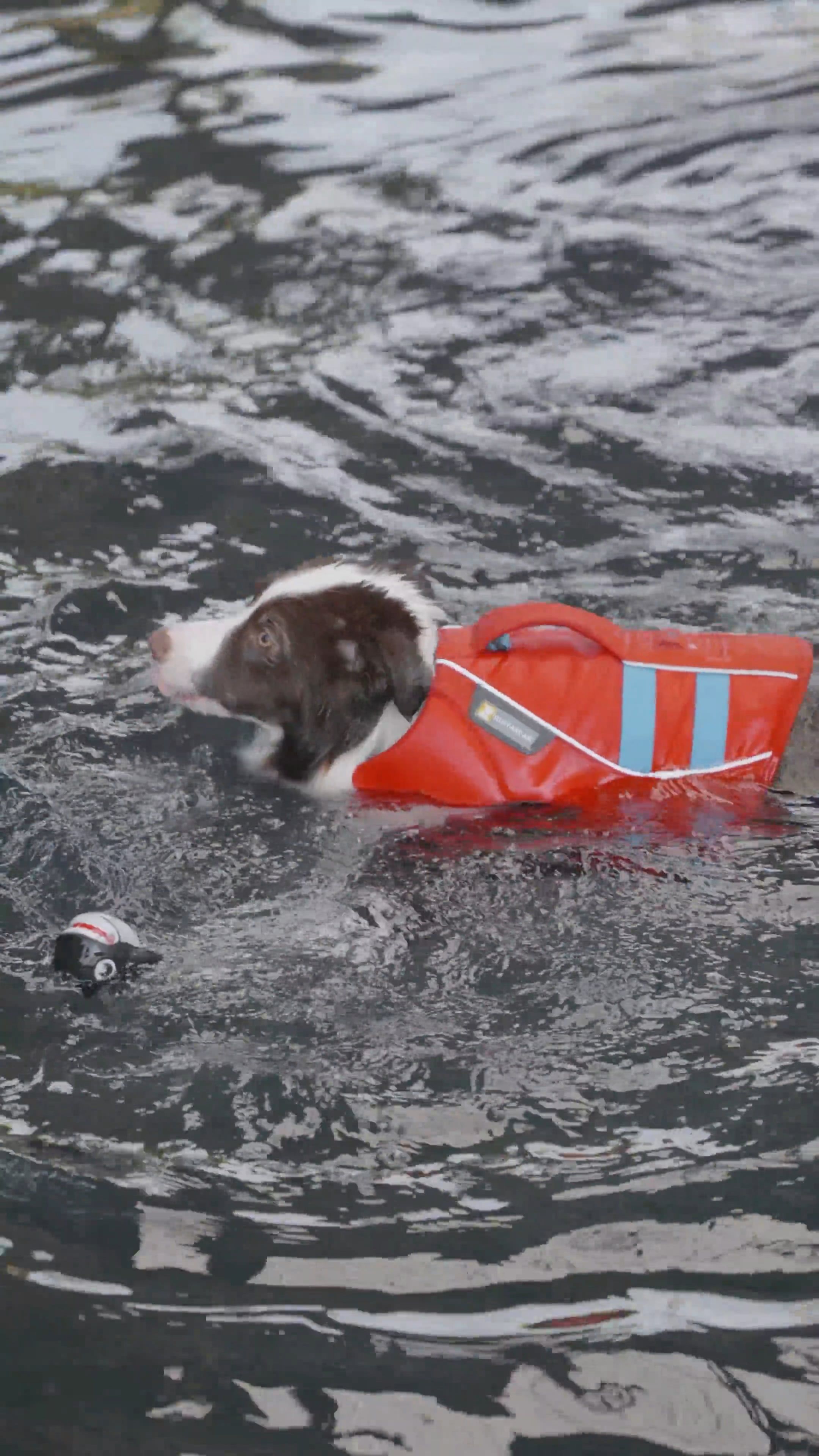 A Dog Swimming in the Pool · Free Stock Video