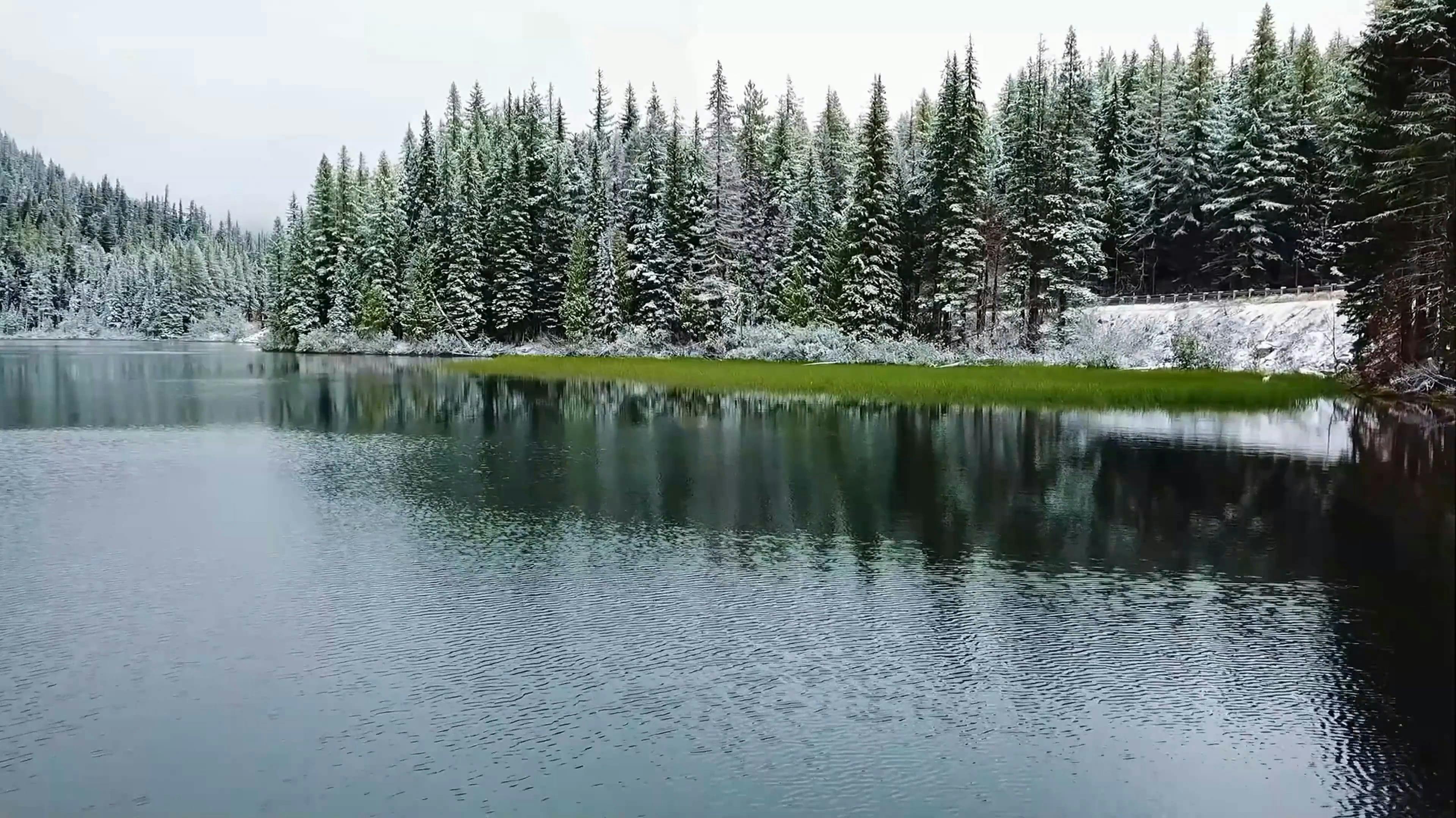 Snow Covered Pine Trees near Lake Free Stock Video Footage, Royalty ...