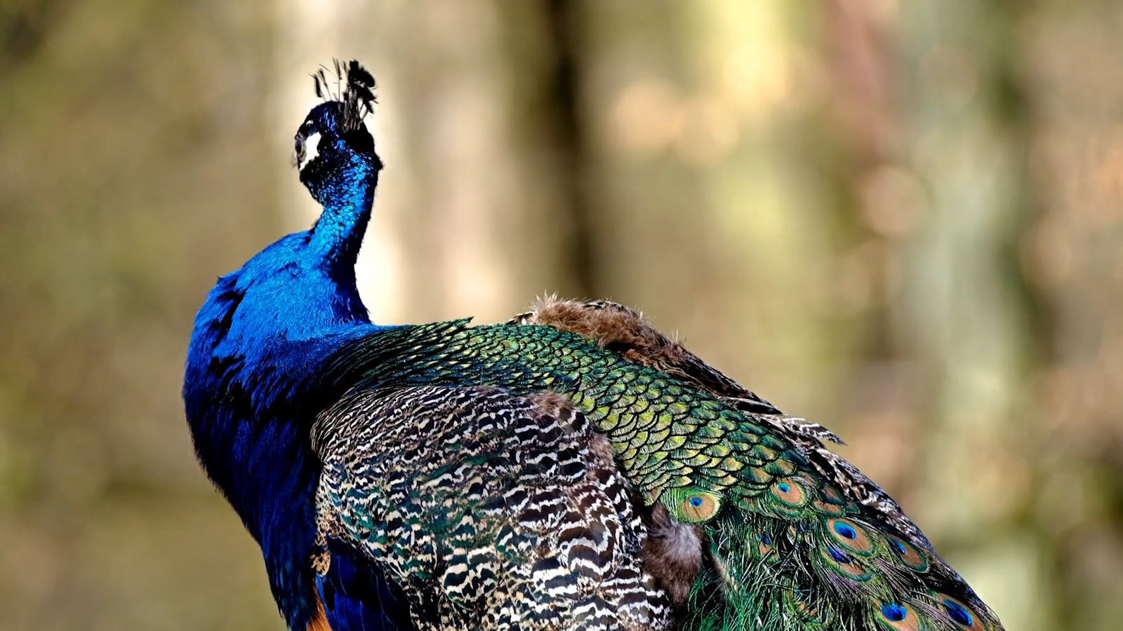 Peacock Videos, Download The BEST Free 4k Stock Video Footage & Peacock ...