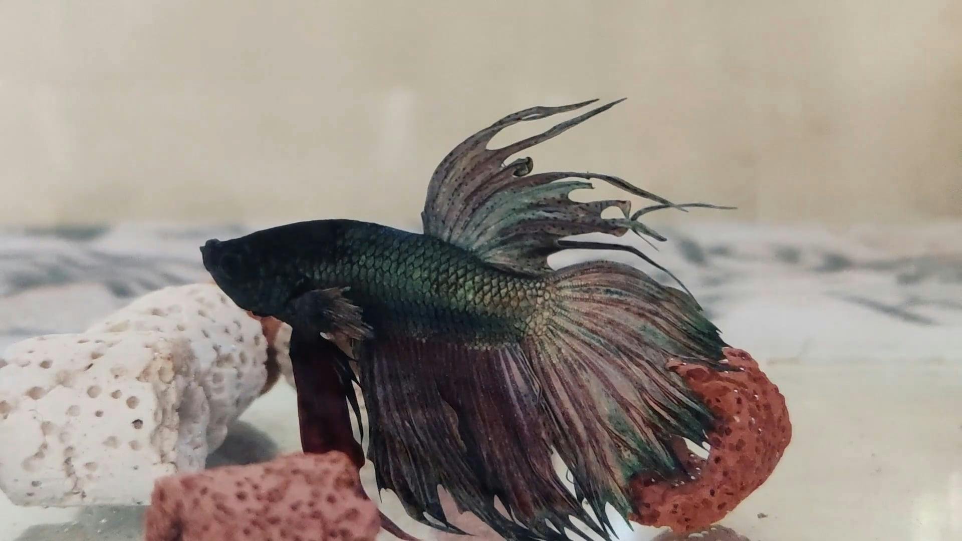Red Betta Fish In Freshwater · Free Stock Video