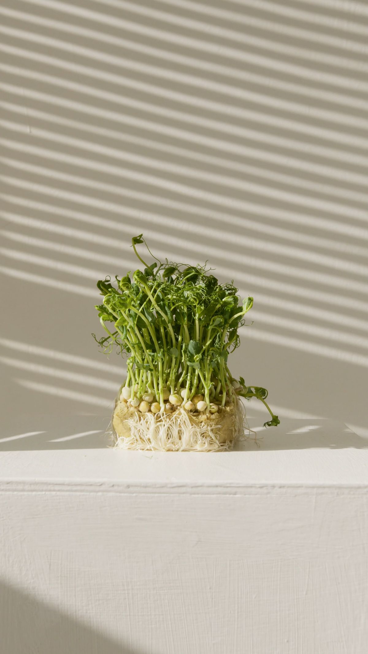 Microgreens Videos, Download The BEST Free 4k Stock Video Footage ...