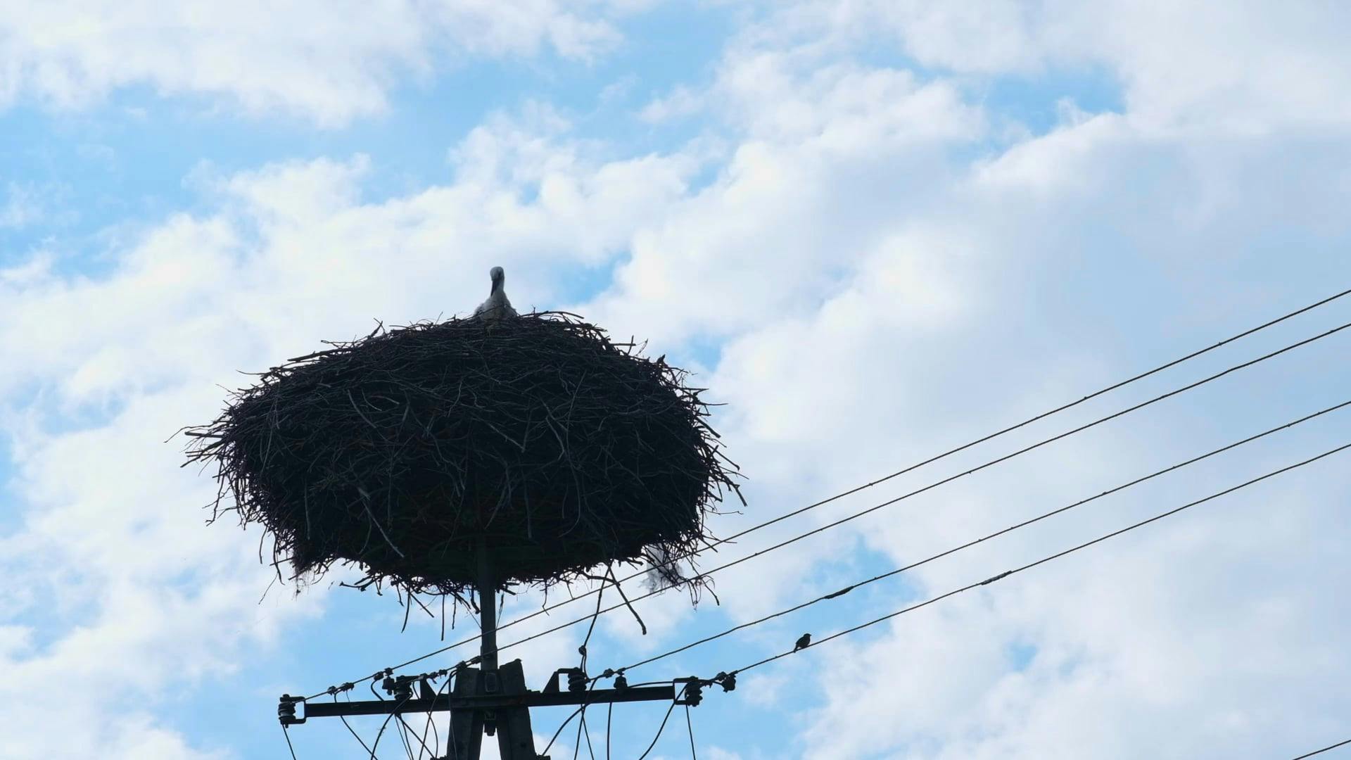 Drone Footage of a Stork Nest on a Pole Free Stock Video Footage ...