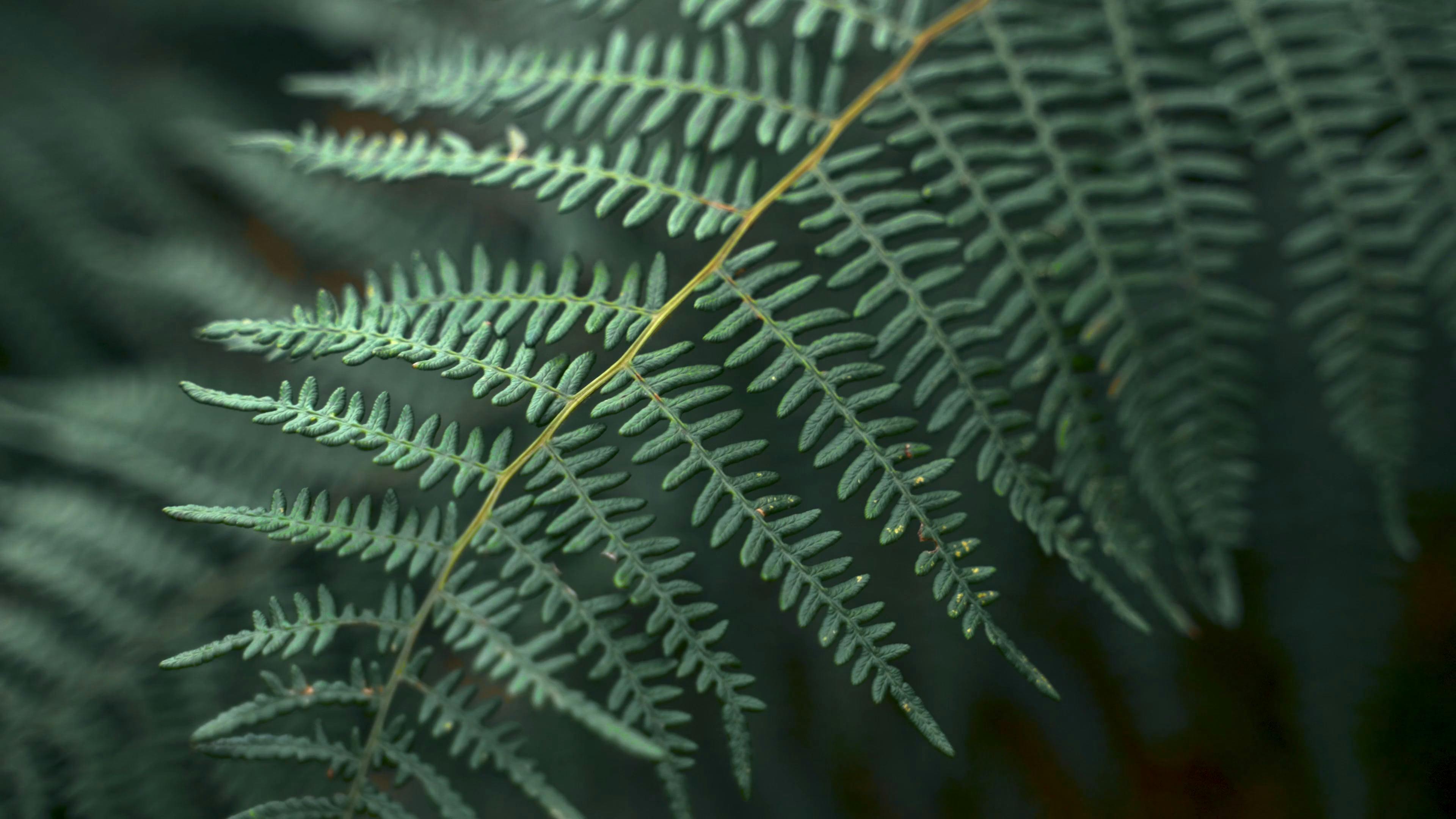 Fern Branches · Free Stock Video