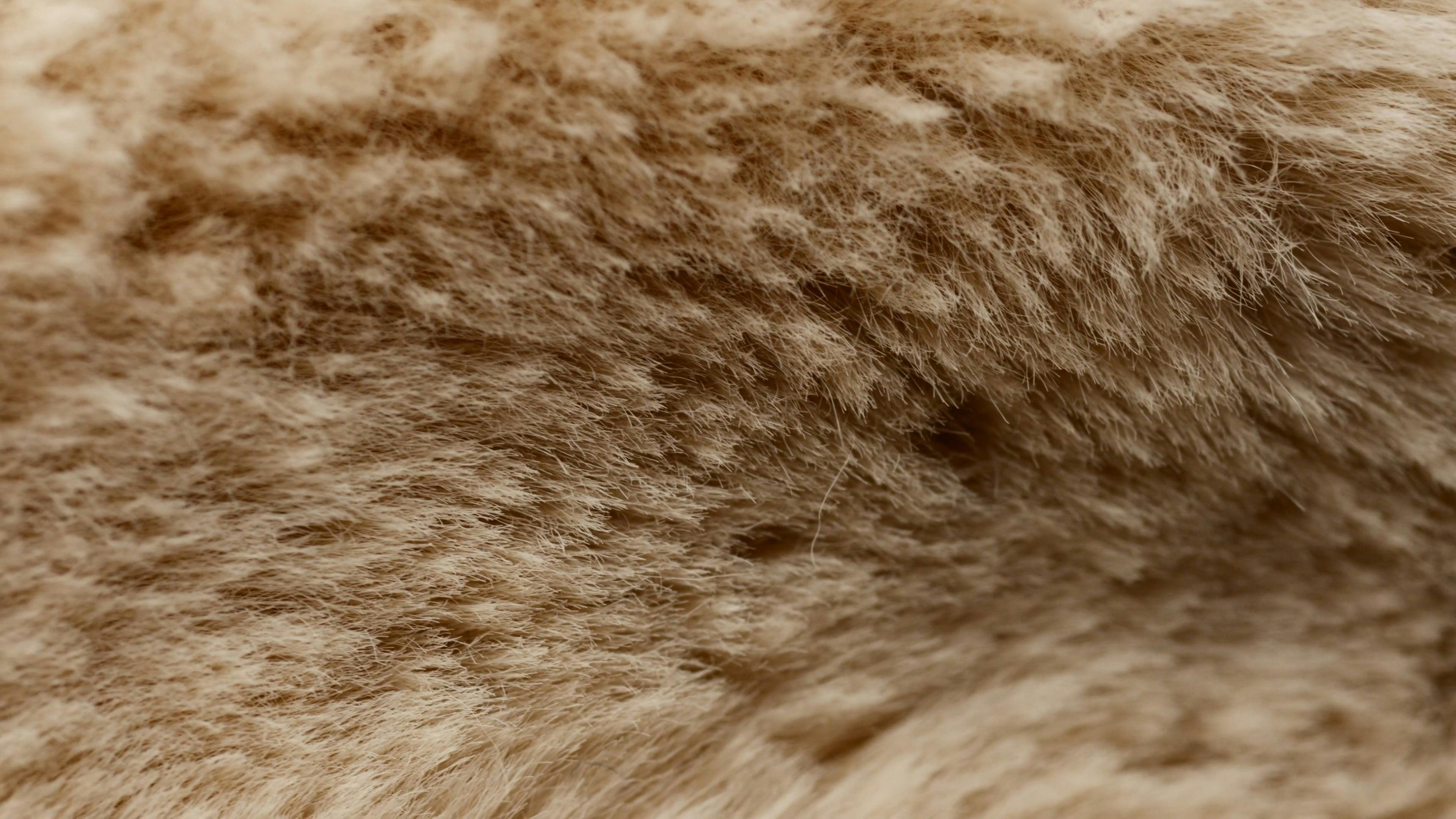 Close Up Shot of a Animal Skin · Free Stock Video