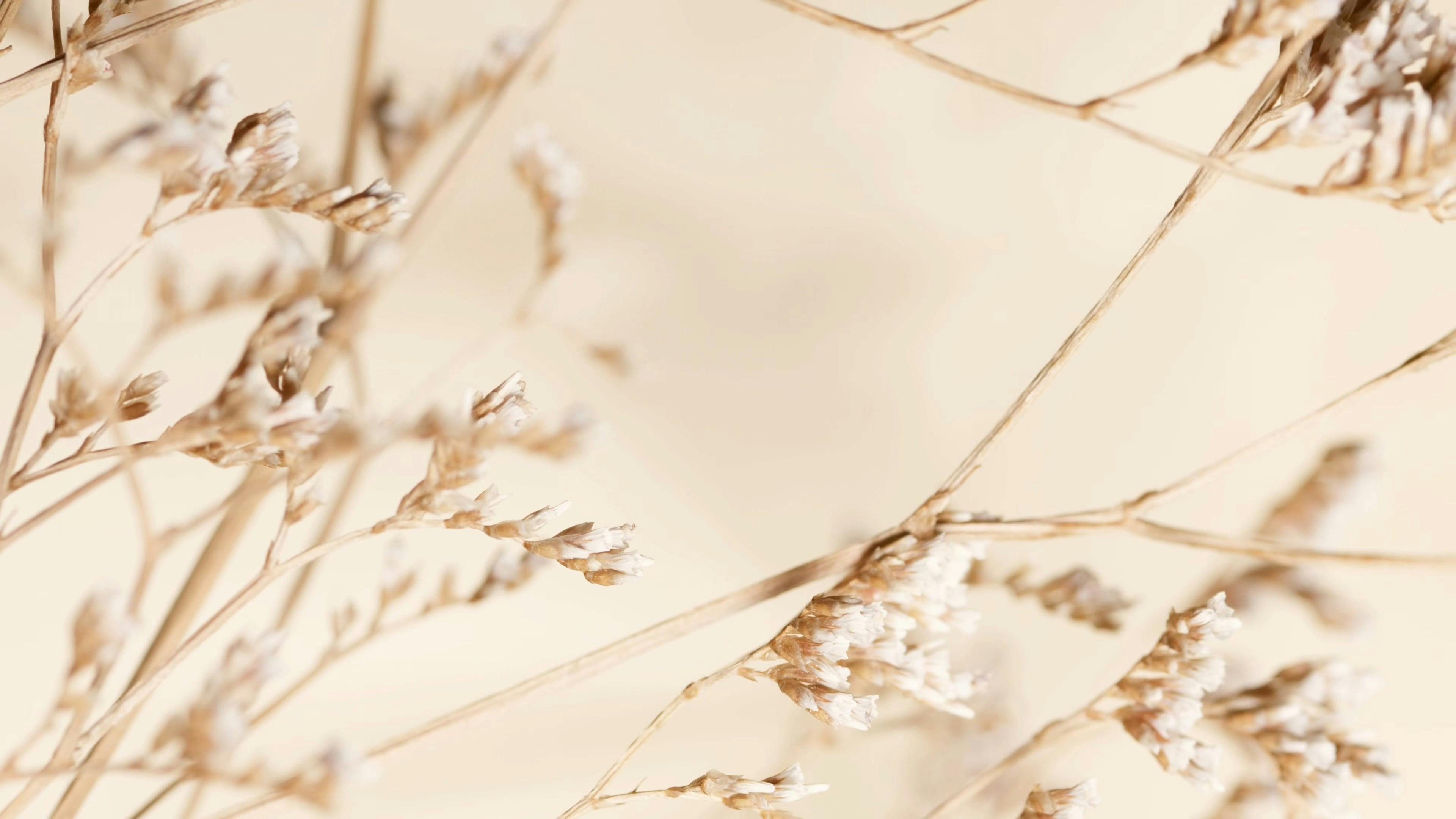 Weed Texture Videos, Download Free 4k Stock Video Footage & Weed ...