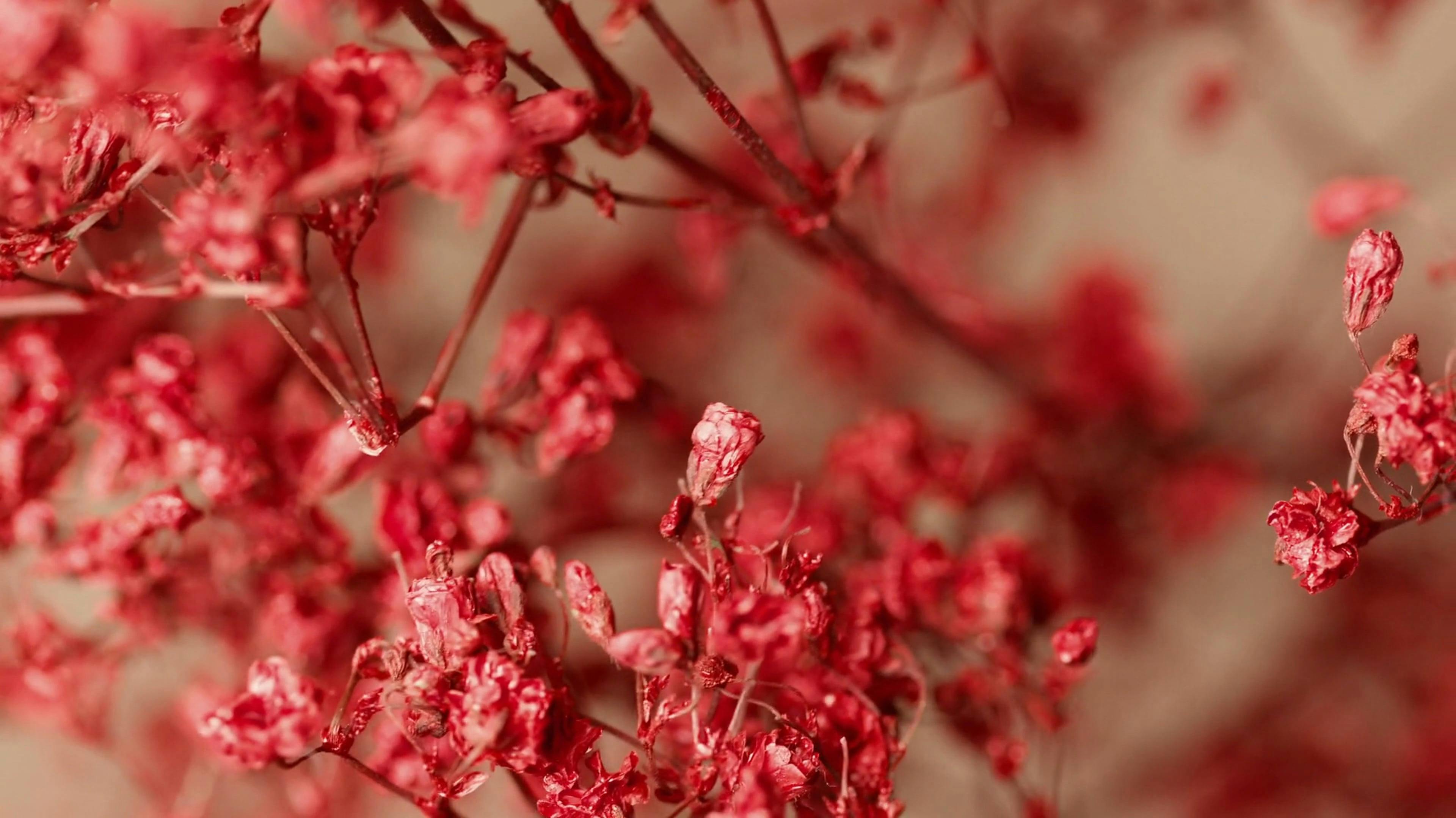 4k Wallpaper Desktop Selfie Videos, Download The BEST Free 4k Stock ...