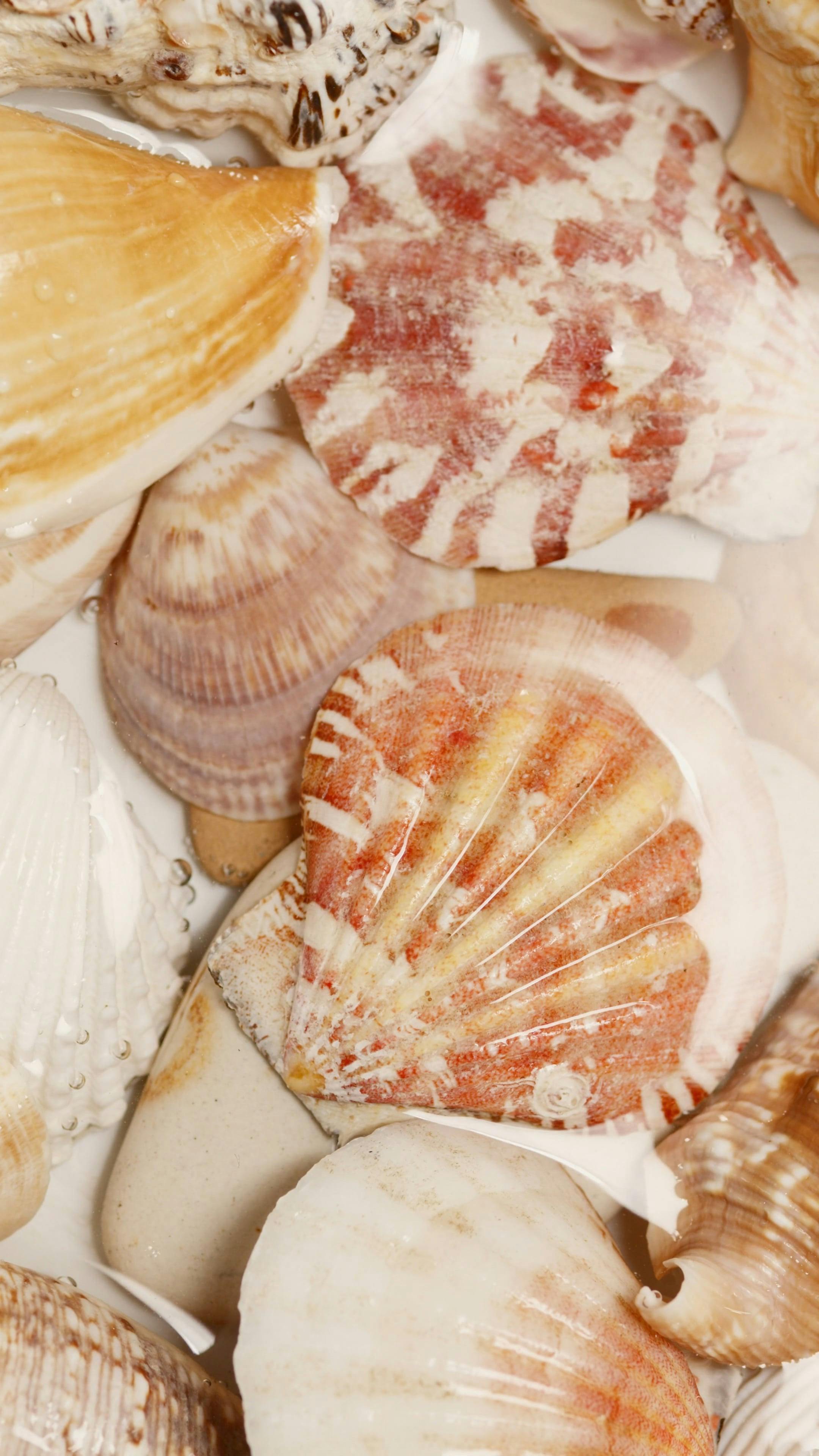 Seashell Background Videos, Download The BEST Free 4k Stock Video ...