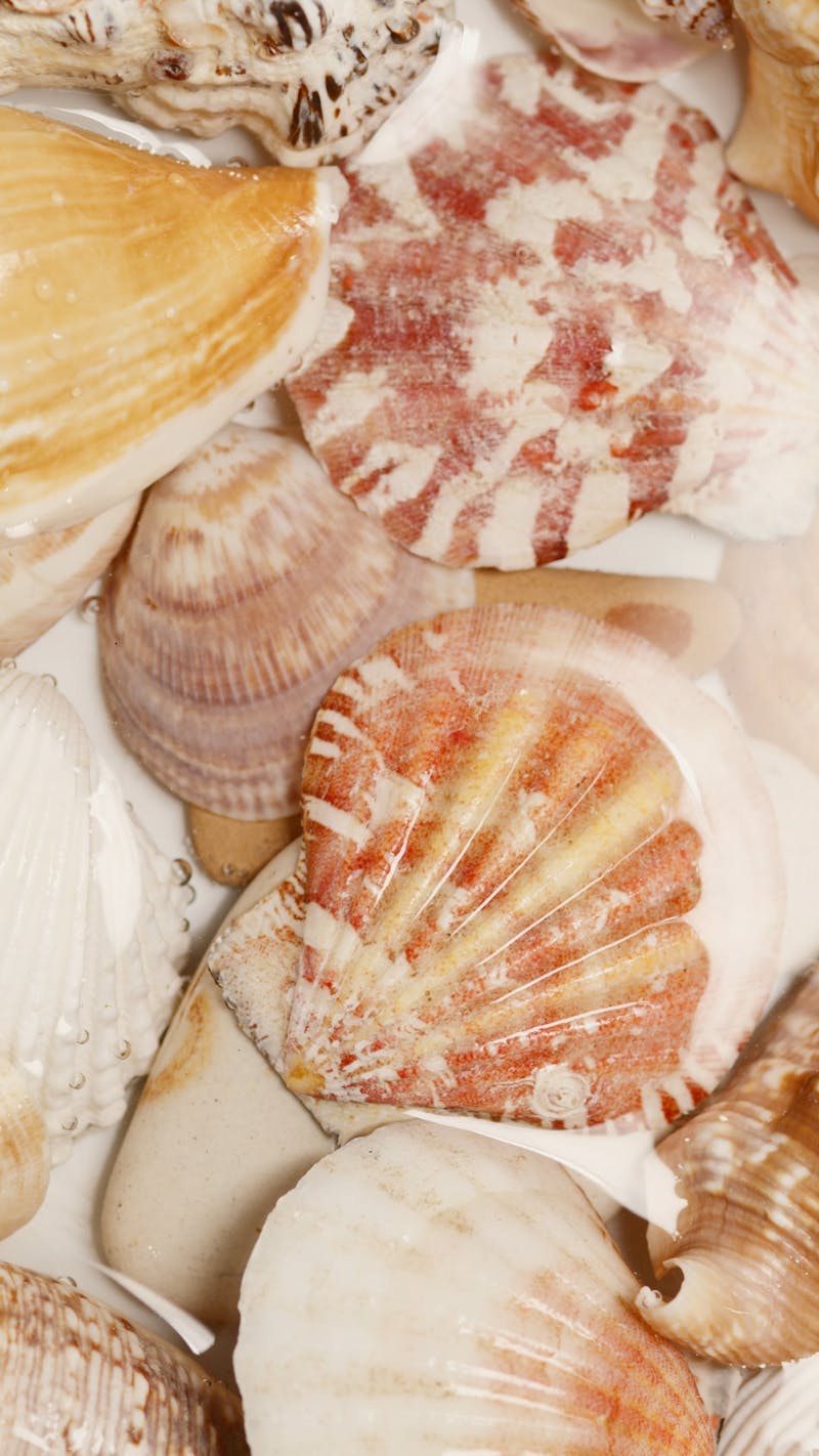 Clam Videos, Download The BEST Free 4k Stock Video Footage & Clam HD ...