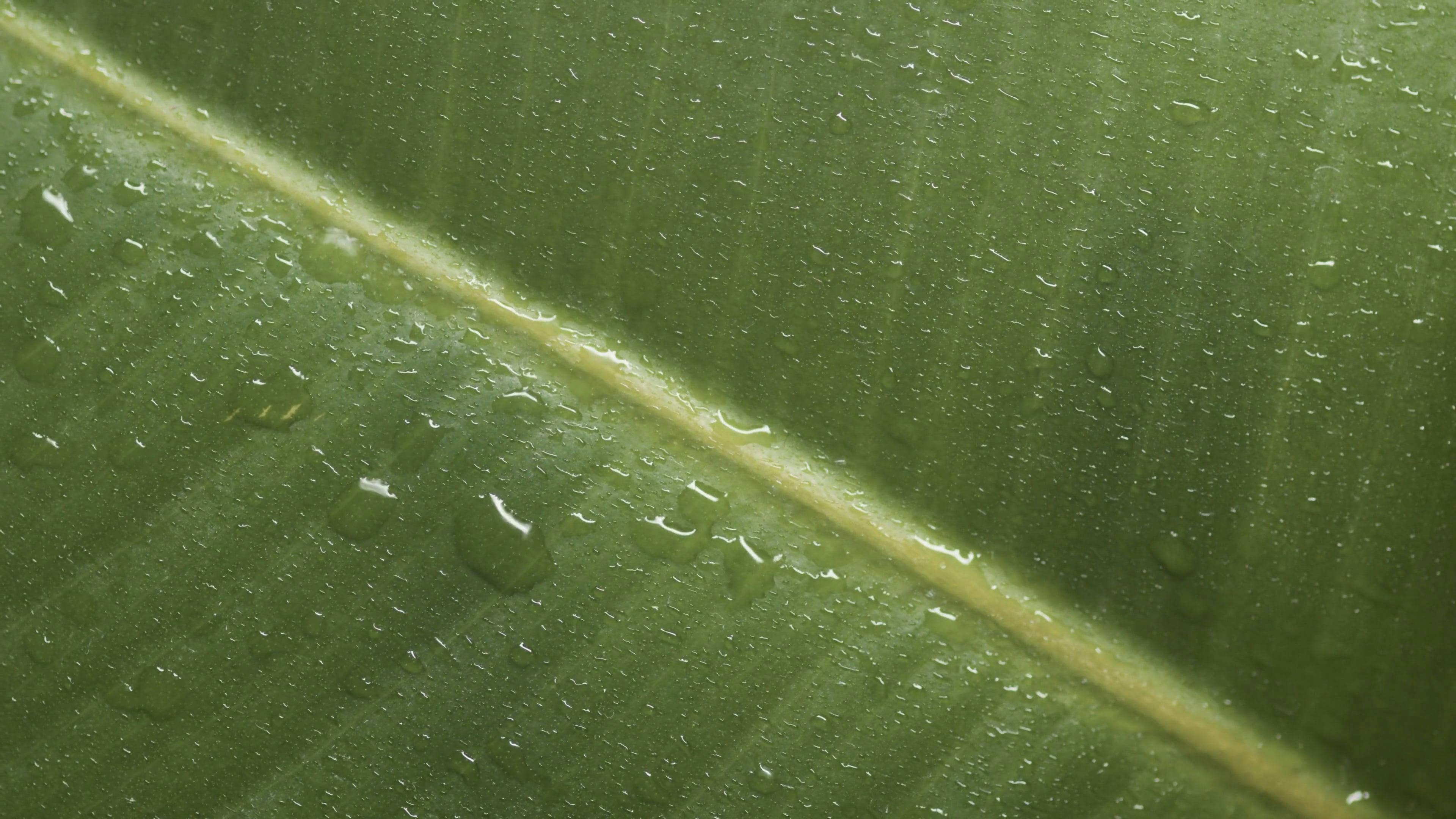 Liquid Tree Videos, Download The BEST Free 4k Stock Video Footage ...