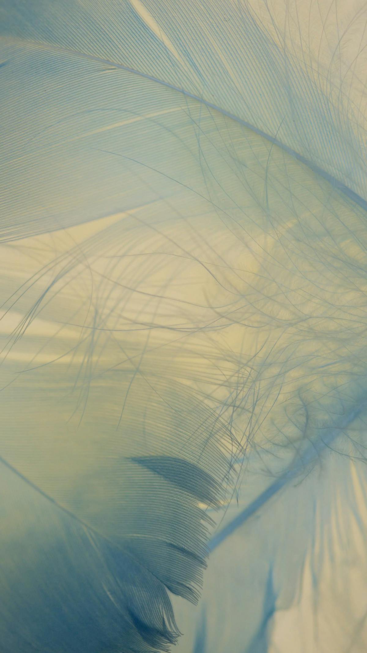 Quill Videos, Download The BEST Free 4k Stock Video Footage & Quill HD ...