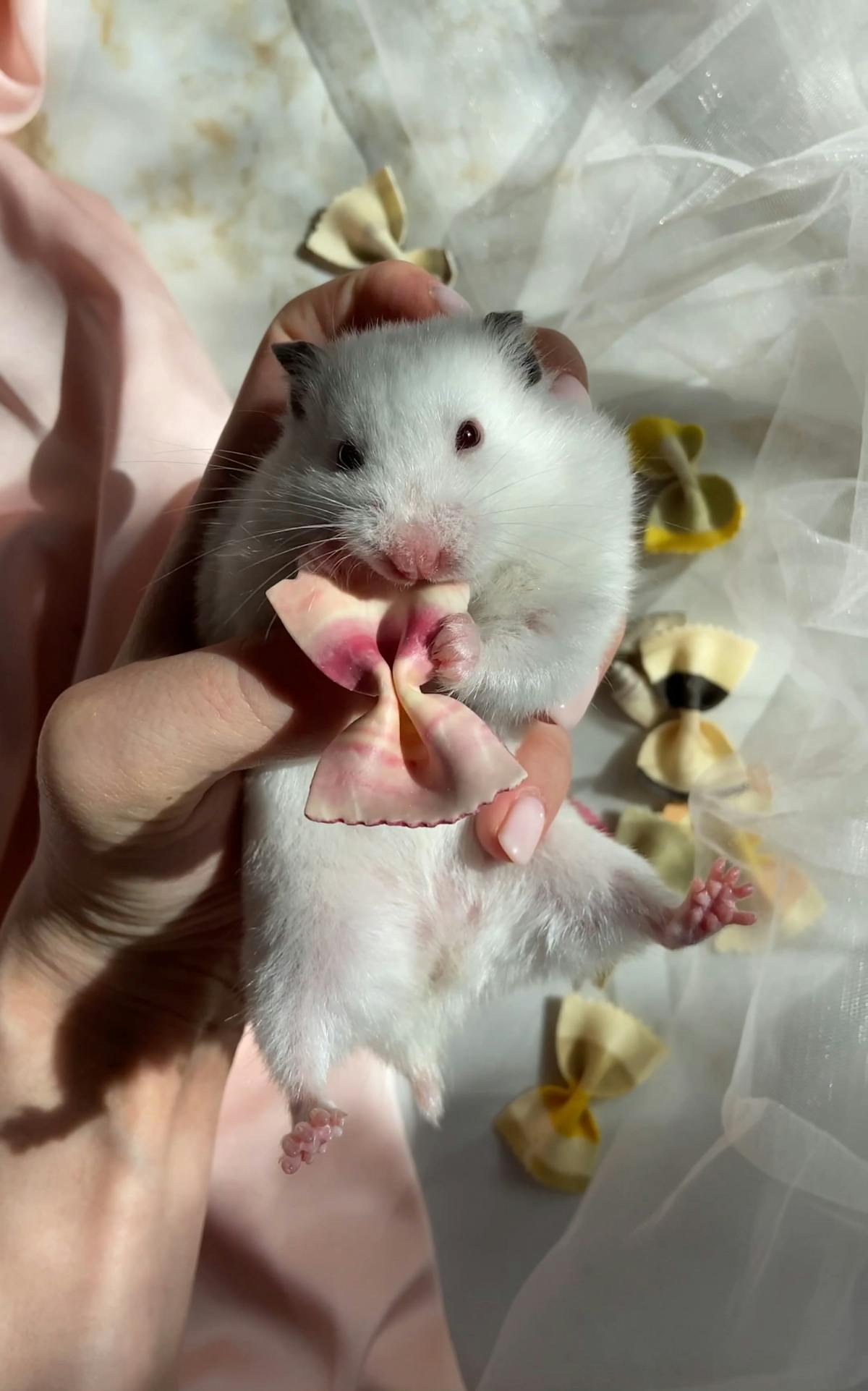 Small Videos, Download The BEST Free 4k Stock Video Footage & Small HD ...