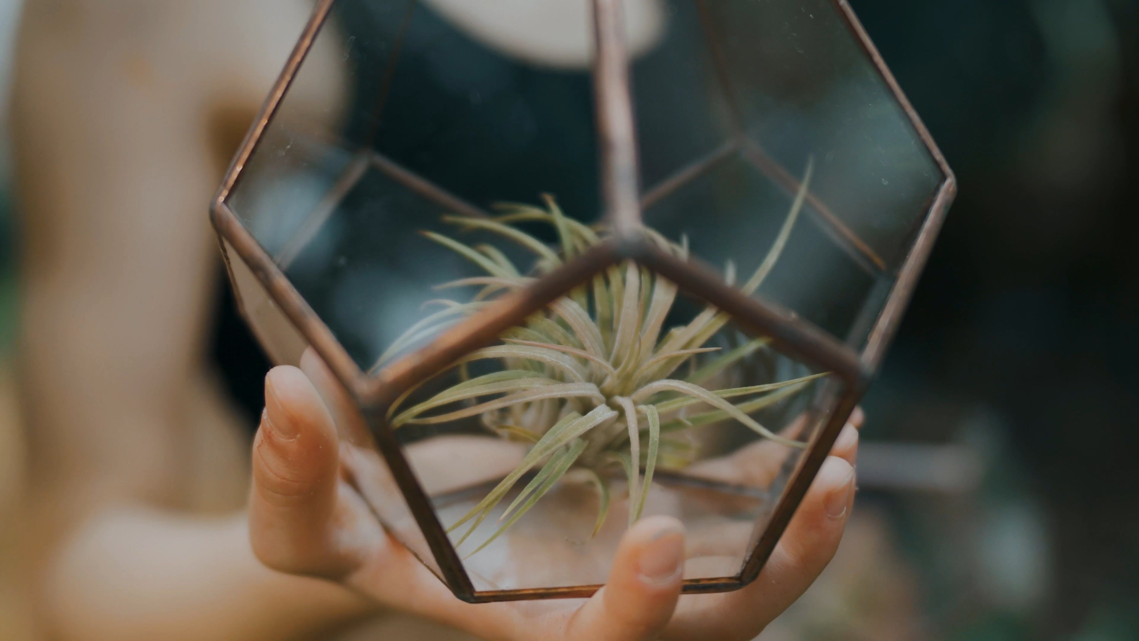 Succulent Structure Videos, Download The BEST Free 4k Stock Video ...