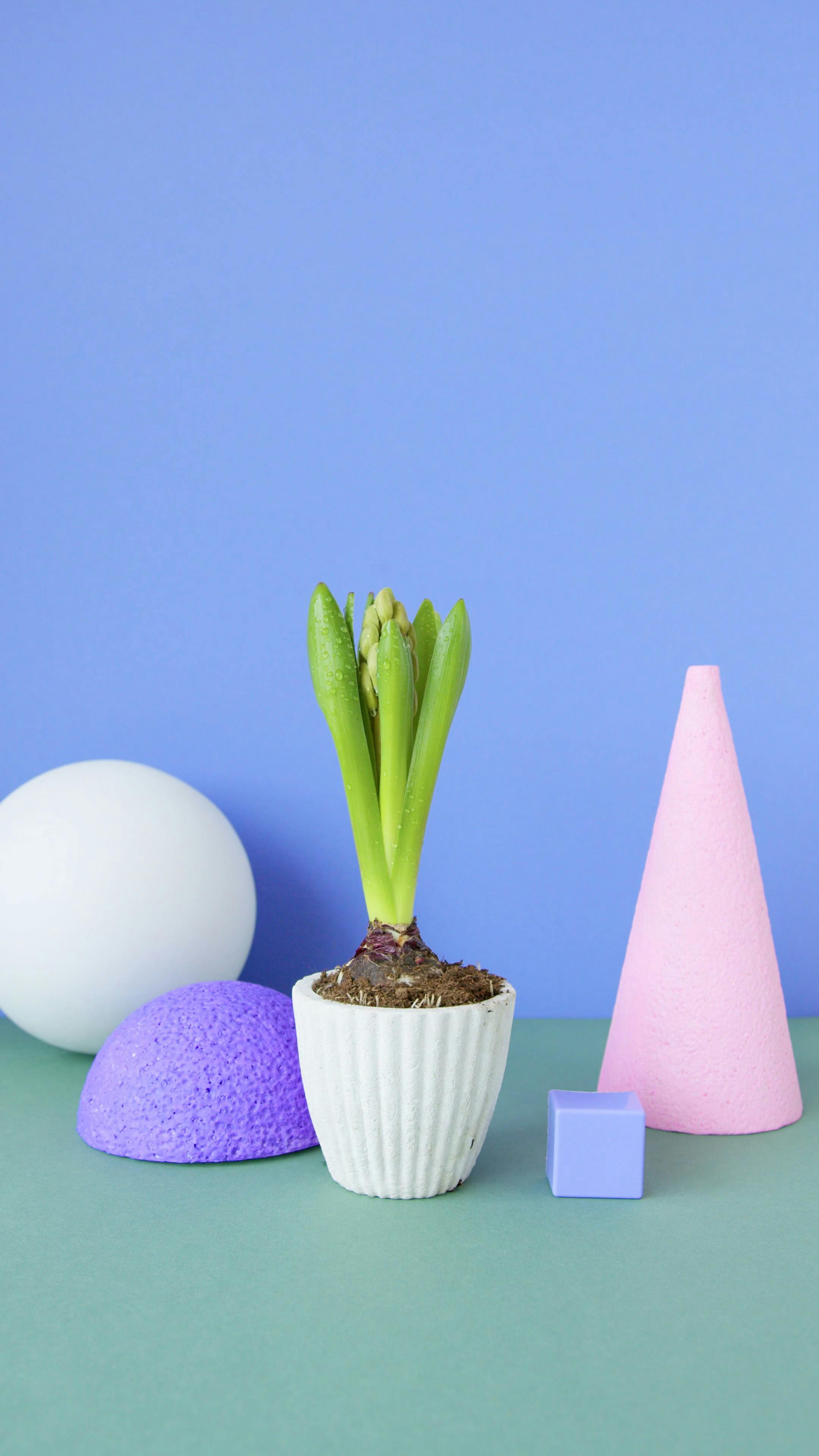 Plant Shapes Videos, Download The BEST Free 4k Stock Video Footage ...