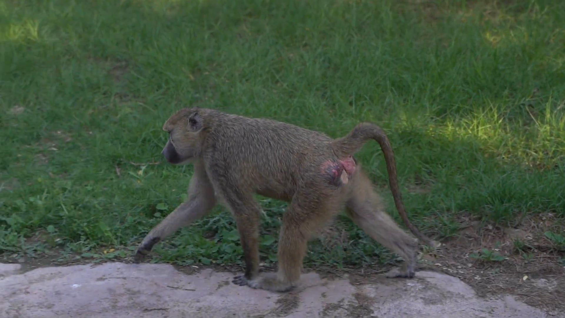 A Walking Monkey Free Stock Video Footage, Royalty-Free 4K & HD Video Clip