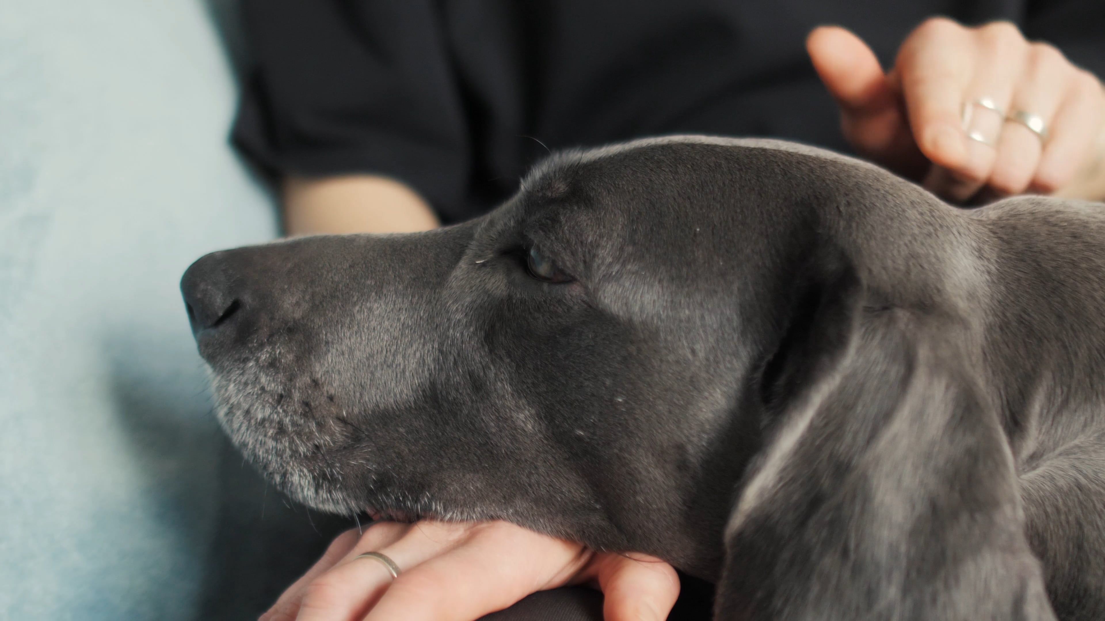 Person Massaging the Head of the Dog Free Stock Video Footage, Royalty ...
