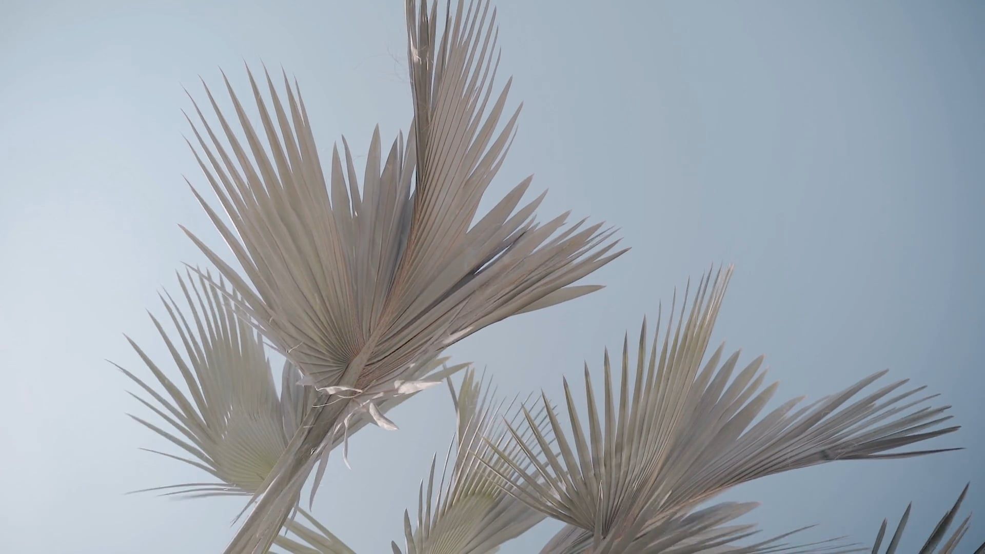 Full Palm Videos, Download The BEST Free 4k Stock Video Footage & Full ...