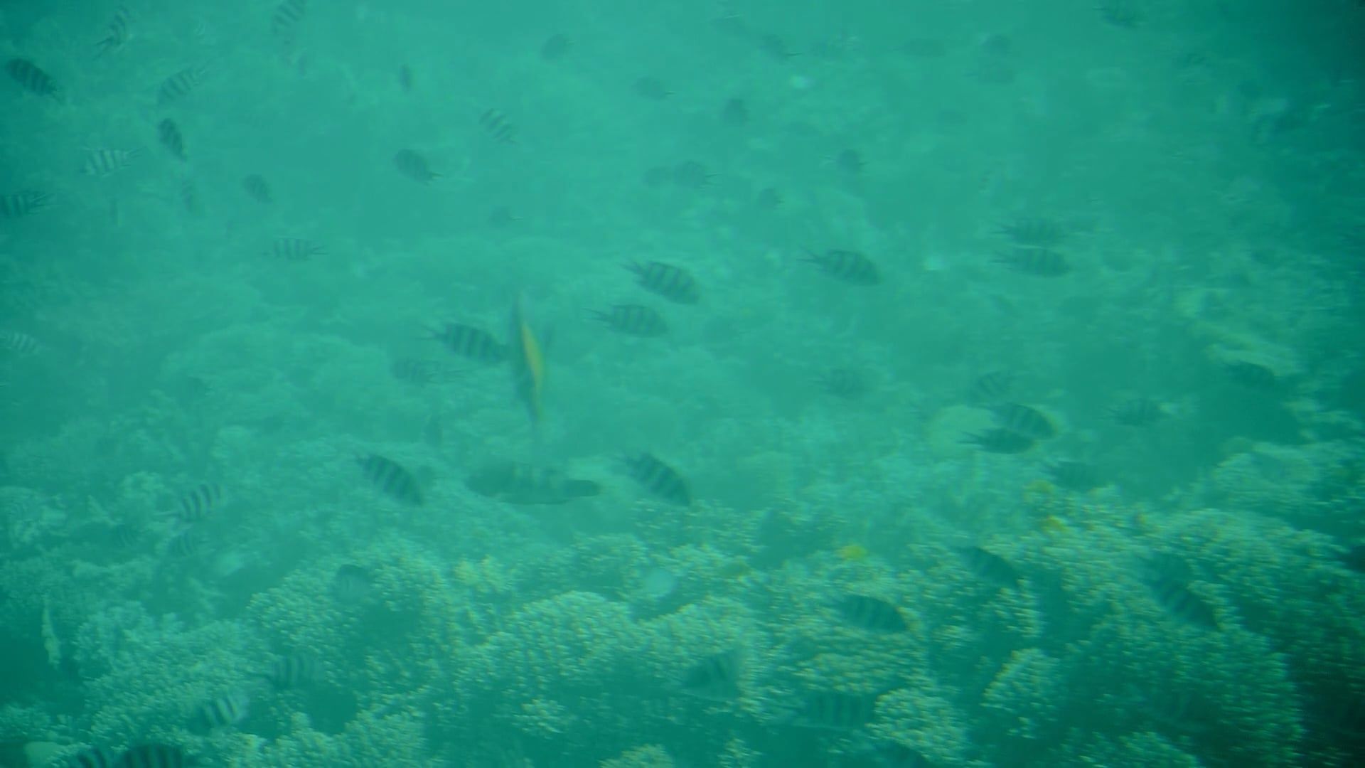 Marine Life in a Reef · Free Stock Video