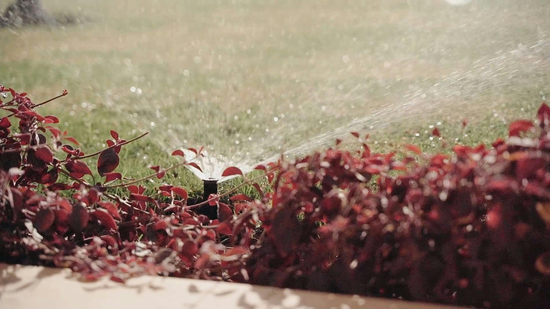 Watering the Plants · Free Stock Video