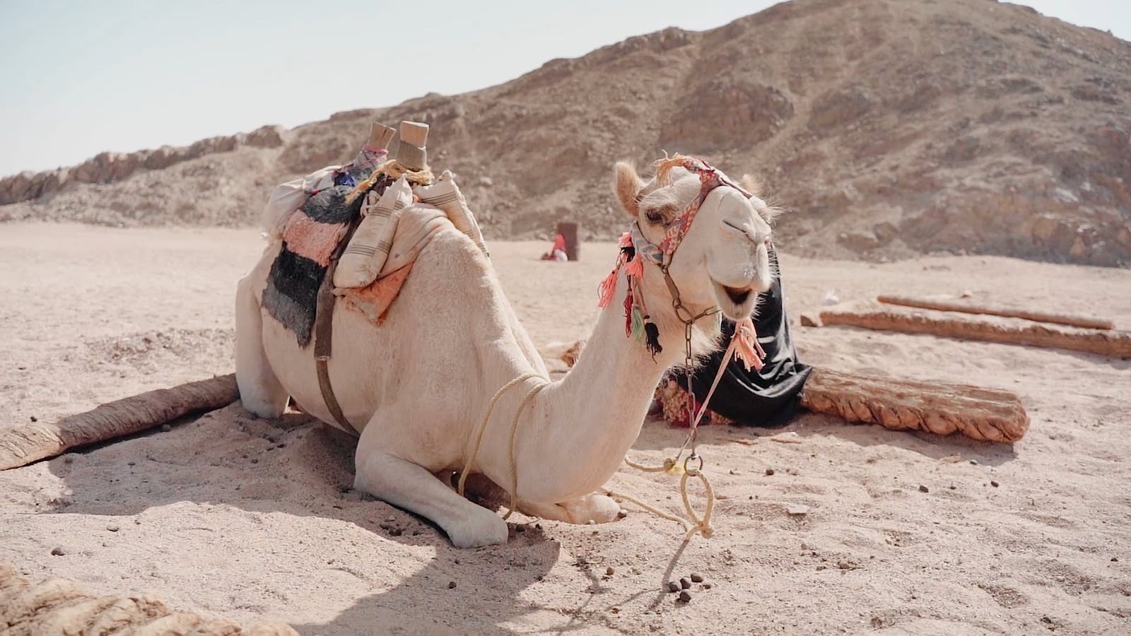 Hot Animal Videos, Download The BEST Free 4k Stock Video Footage & Hot ...