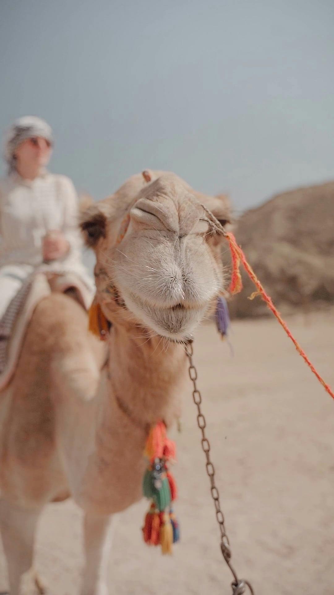 Close-up Video of a Camel Free Stock Video Footage, Royalty-Free 4K ...