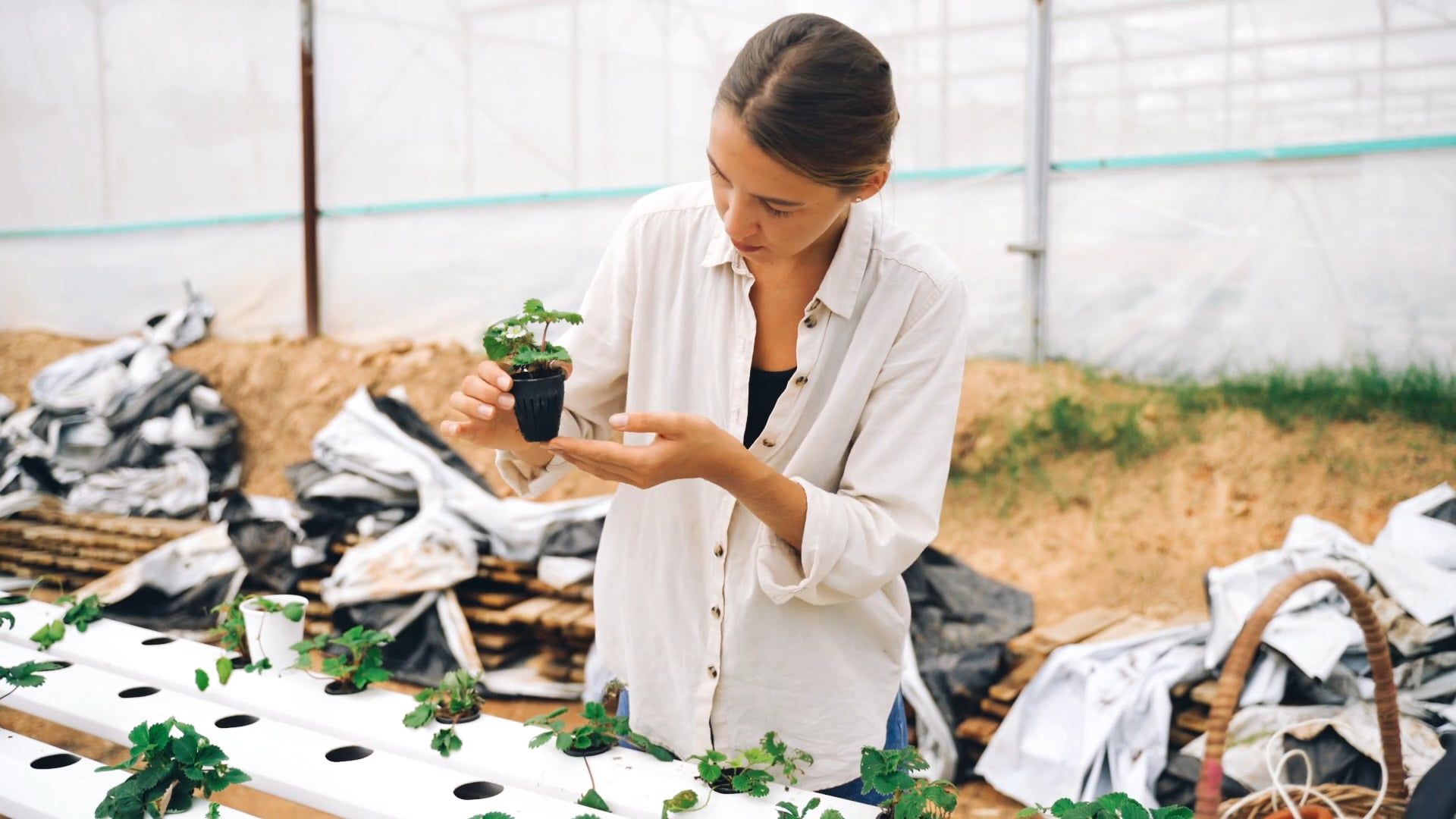 Woman Working With Plants Free Stock Video Footage, Royalty-Free 4K ...