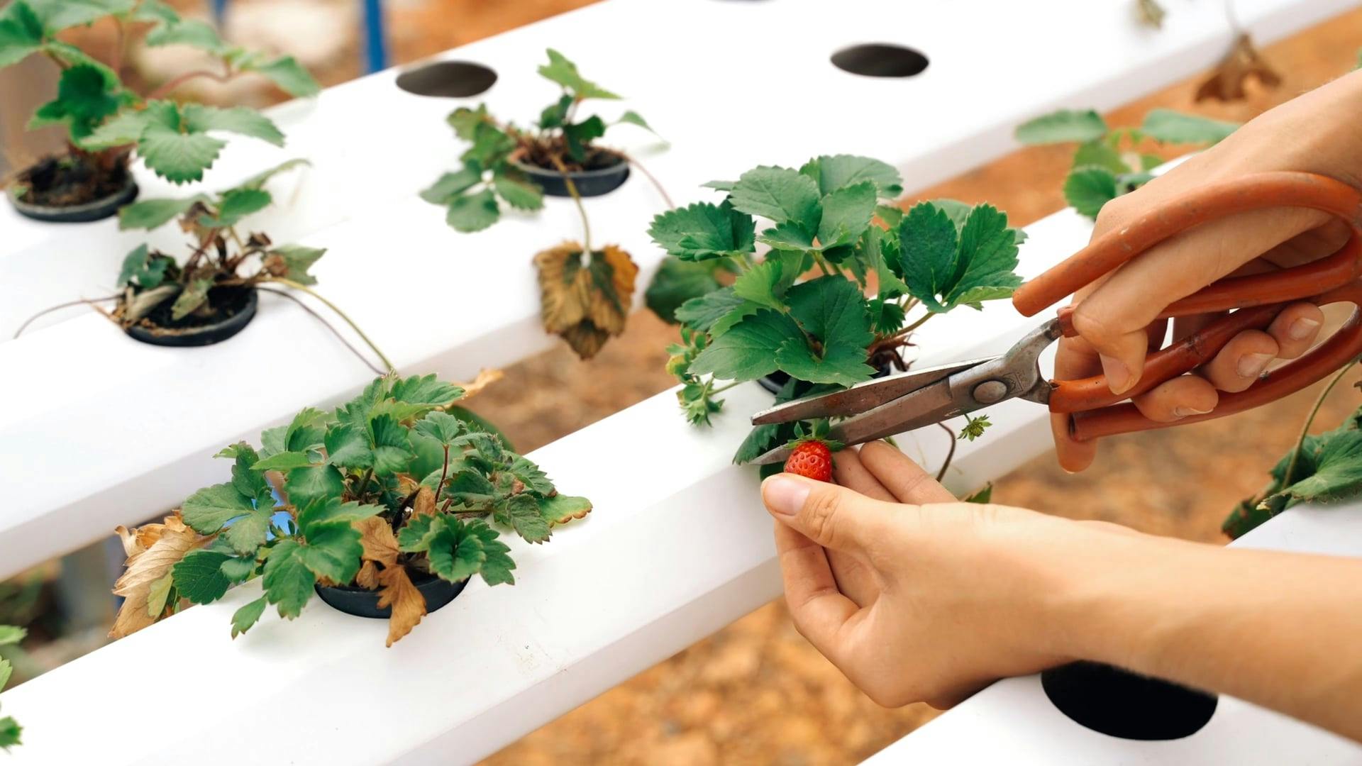 Hydroponic Growing Videos, Download The BEST Free 4k Stock Video ...