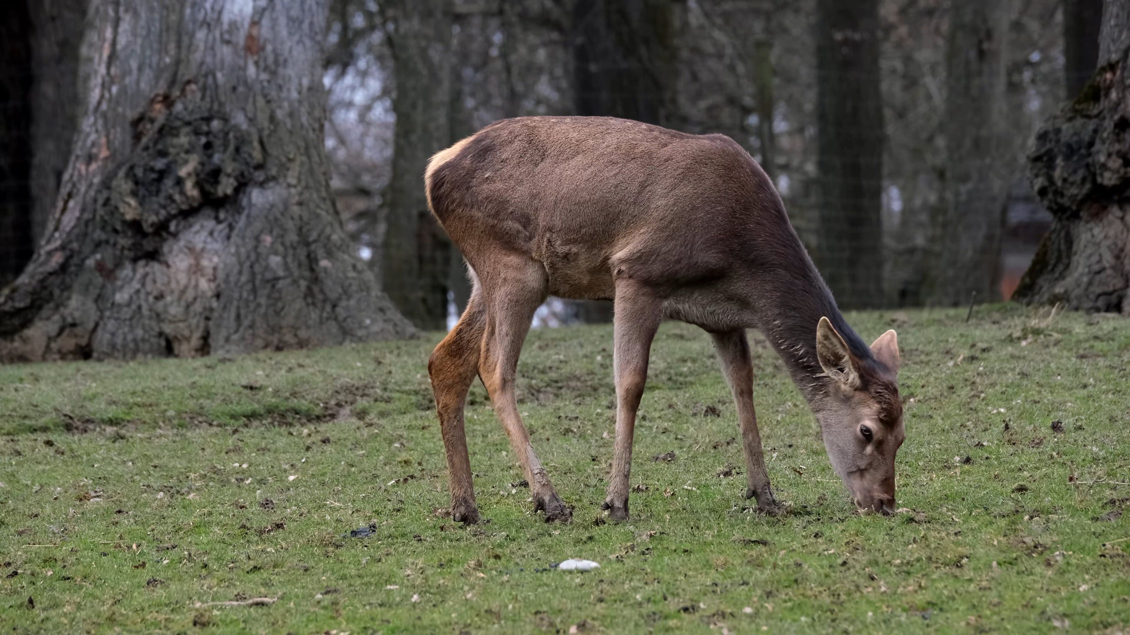 Deer Eating Leaves Free Stock Video Footage, Royalty-Free 4K & HD Video ...