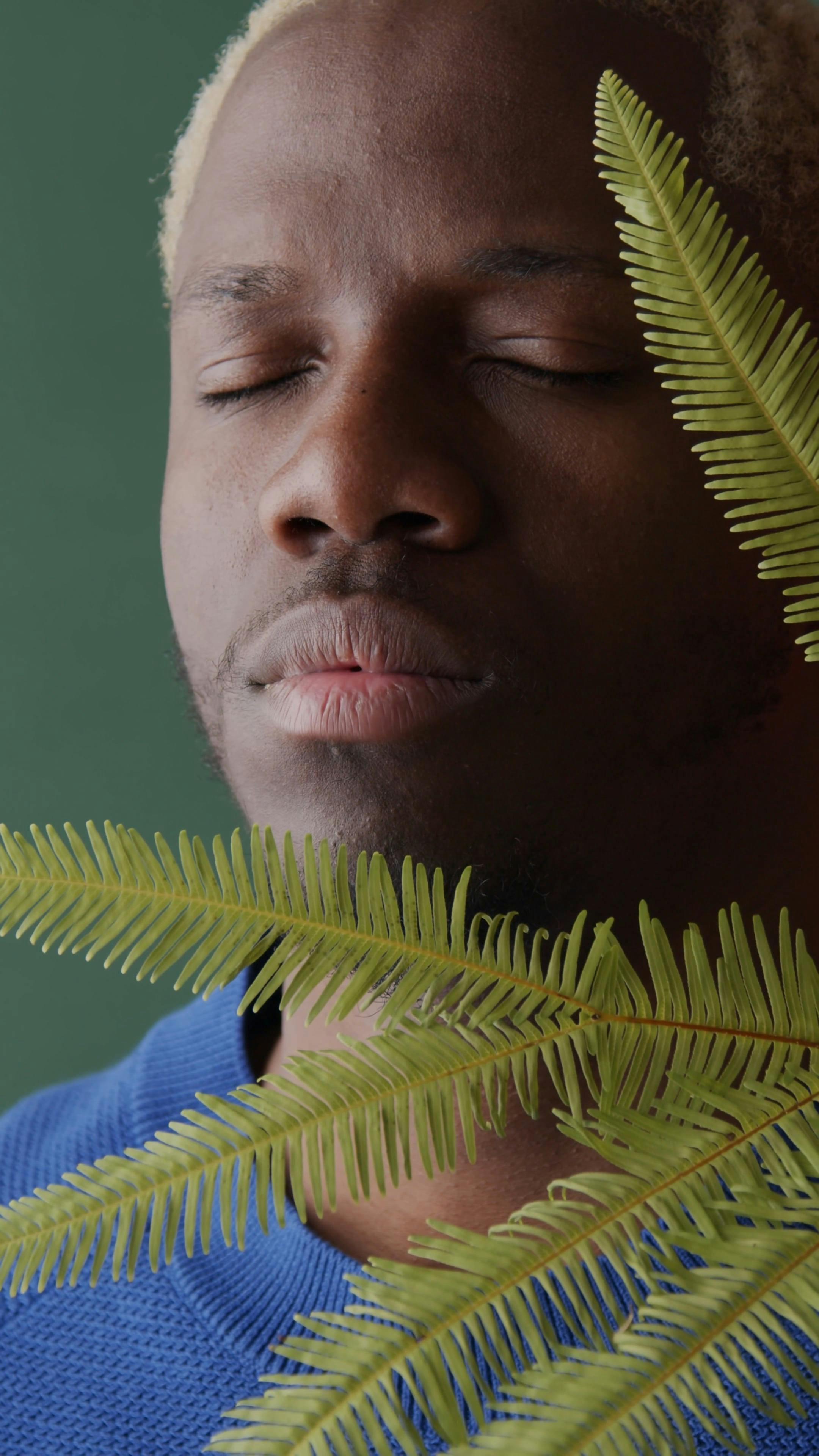 Male Fronds Videos, Download The BEST Free 4k Stock Video Footage ...