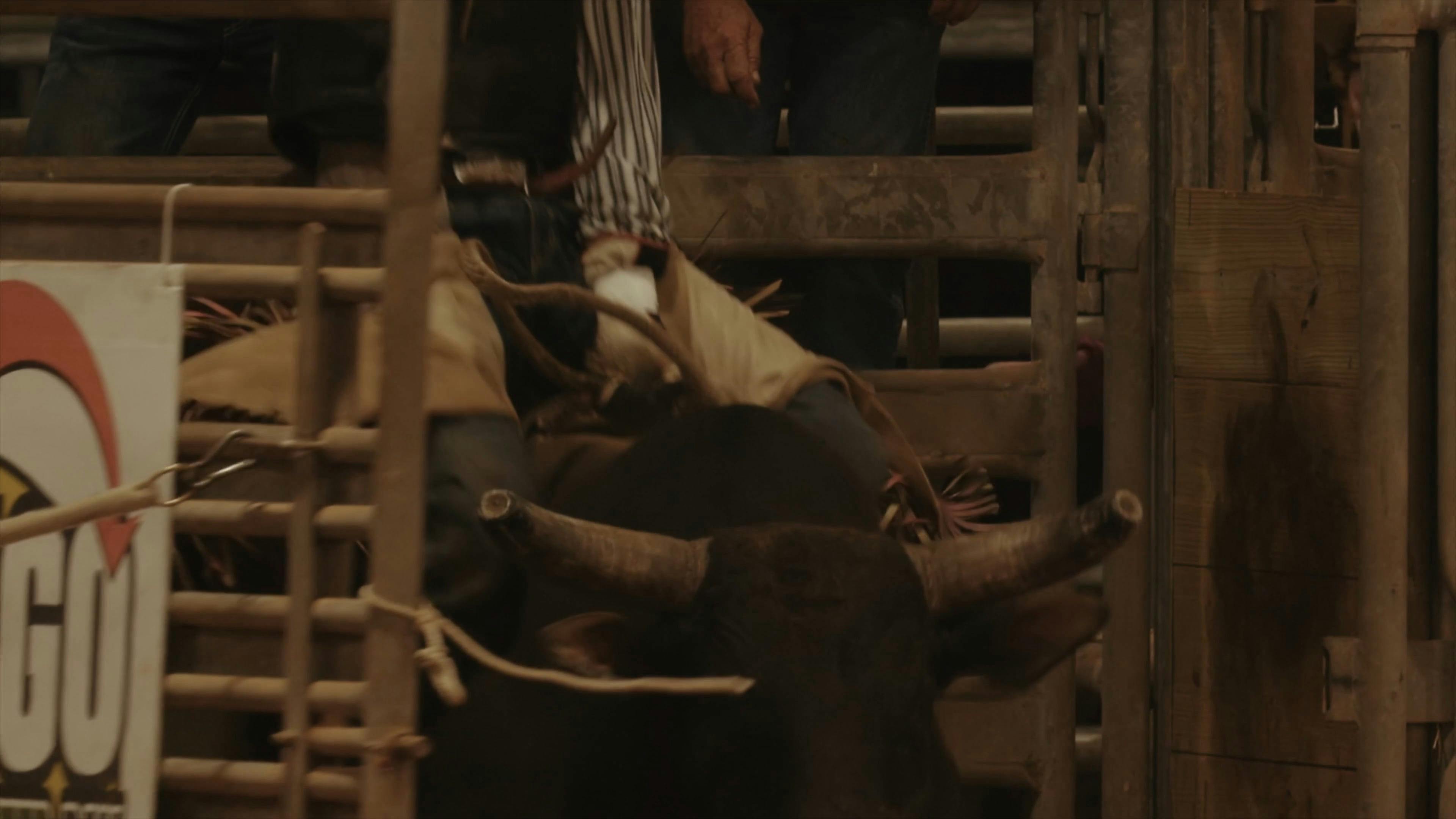 Man Riding a Bull Free Stock Video Footage, Royalty-Free 4K & HD Video Clip