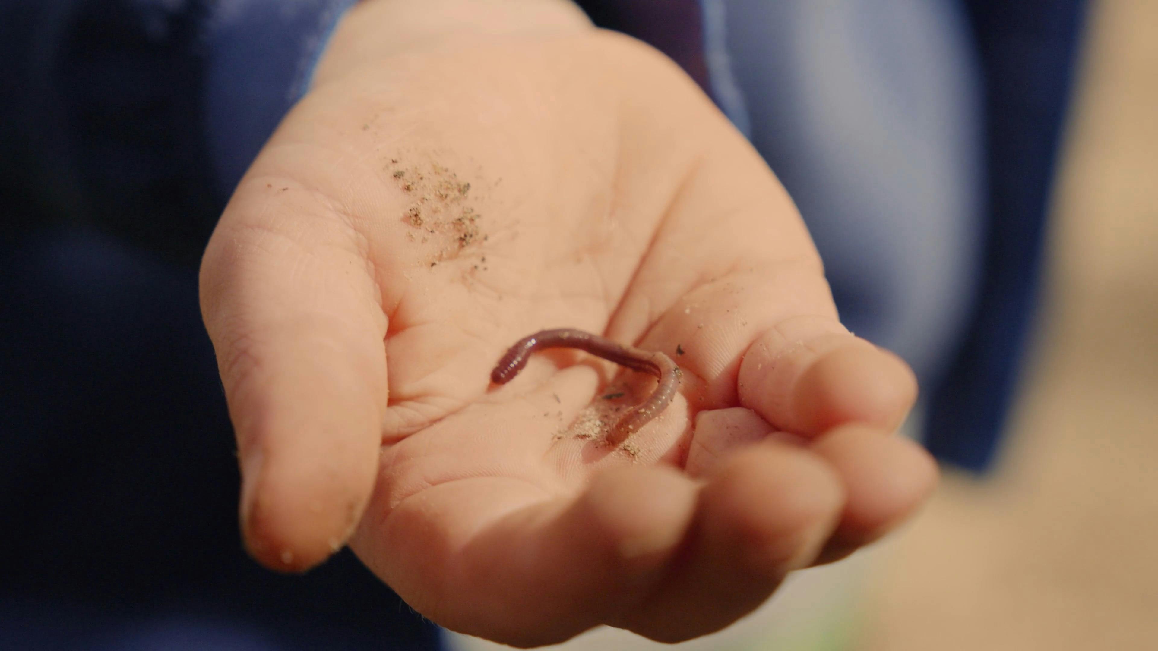 Worm In a Person's Hand Free Stock Video Footage, Royalty-Free 4K & HD ...