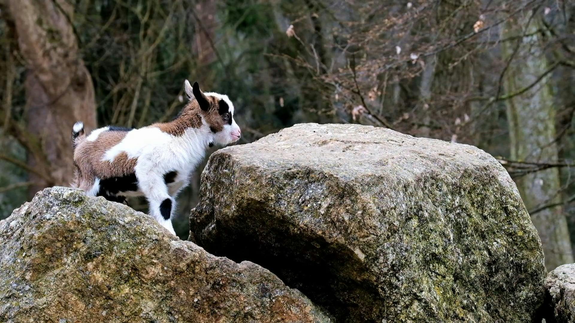 Little Goat Leaping Over Rocks Free Stock Video Footage, Royalty-Free ...