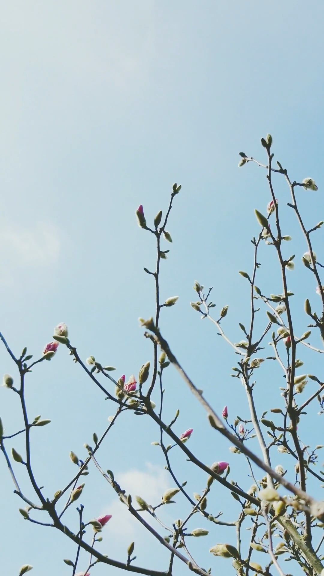 A Shadow of a Flower Free Stock Video Footage, Royalty-Free 4K & HD ...