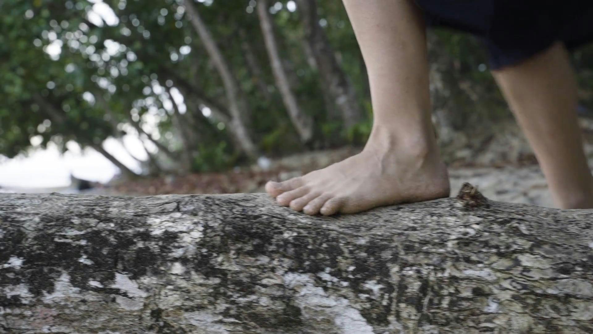 A Person Walking on a Tree Trunk Free Stock Video Footage, Royalty-Free ...