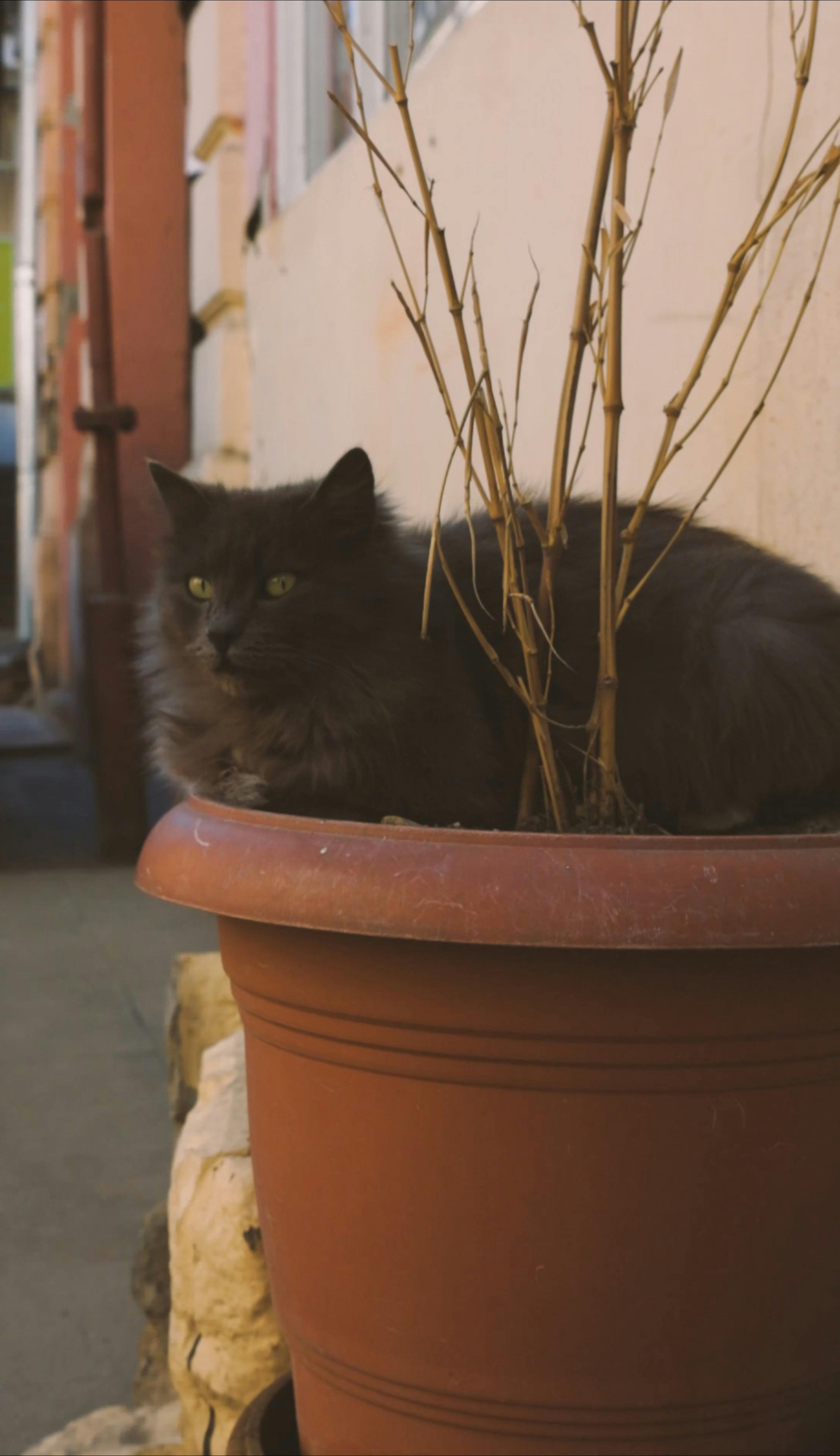 Cat Container Videos, Download The BEST Free 4k Stock Video Footage ...