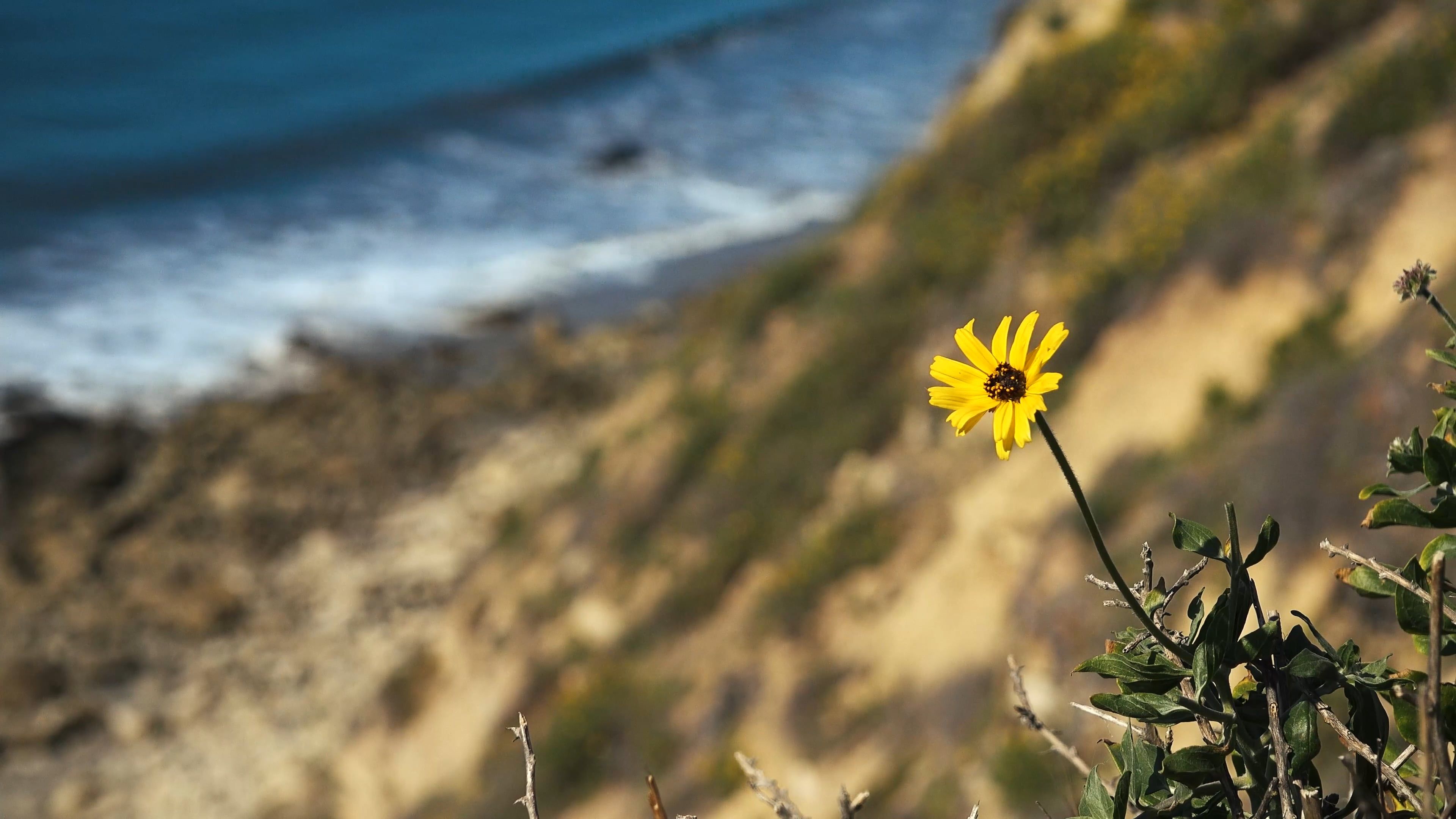 A Yellow Daisy by the Beach Free Stock Video Footage, Royalty-Free 4K ...