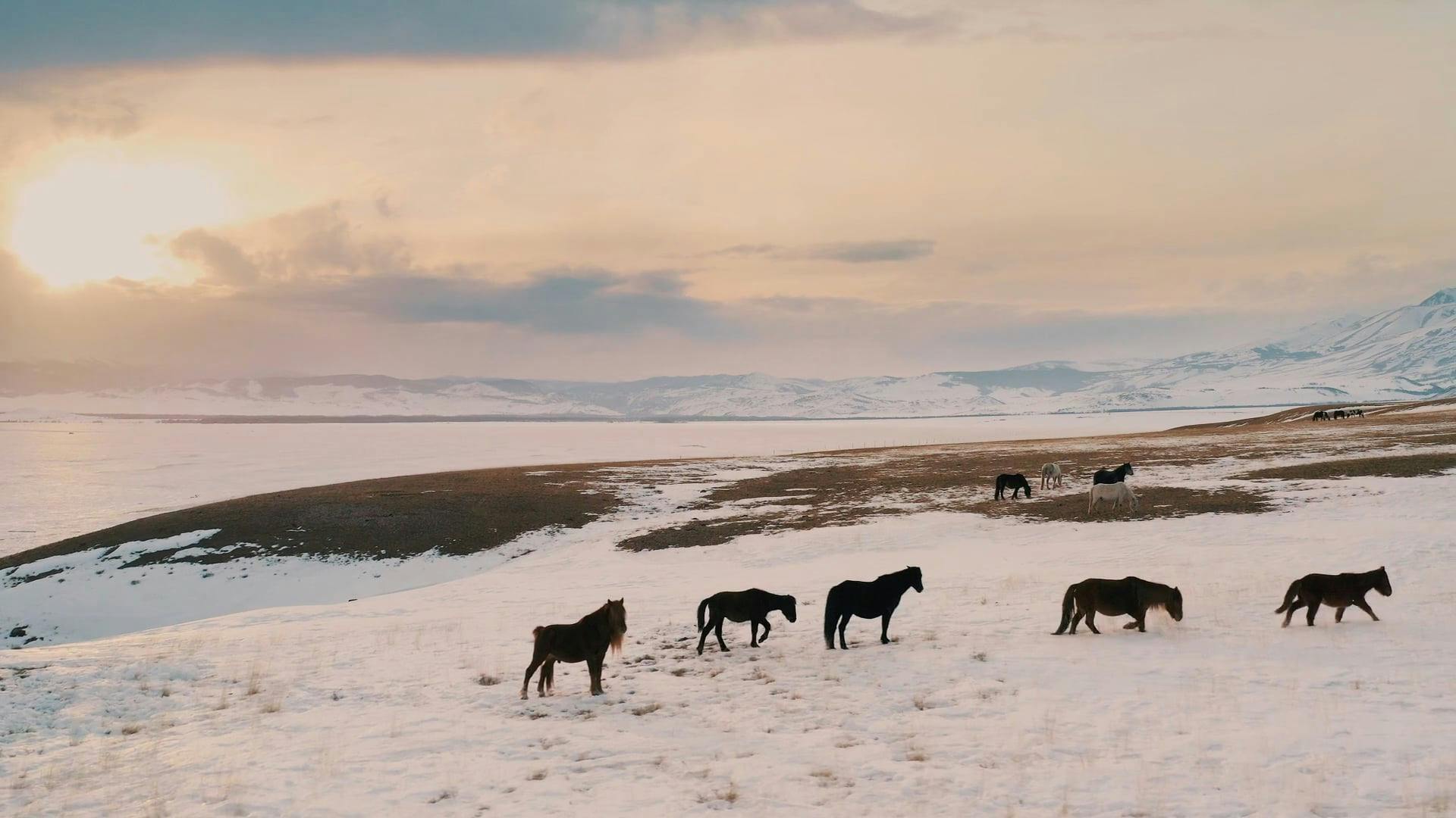 40,000+ Best Snow Photos · 100% Free Download · Pexels Stock Photos