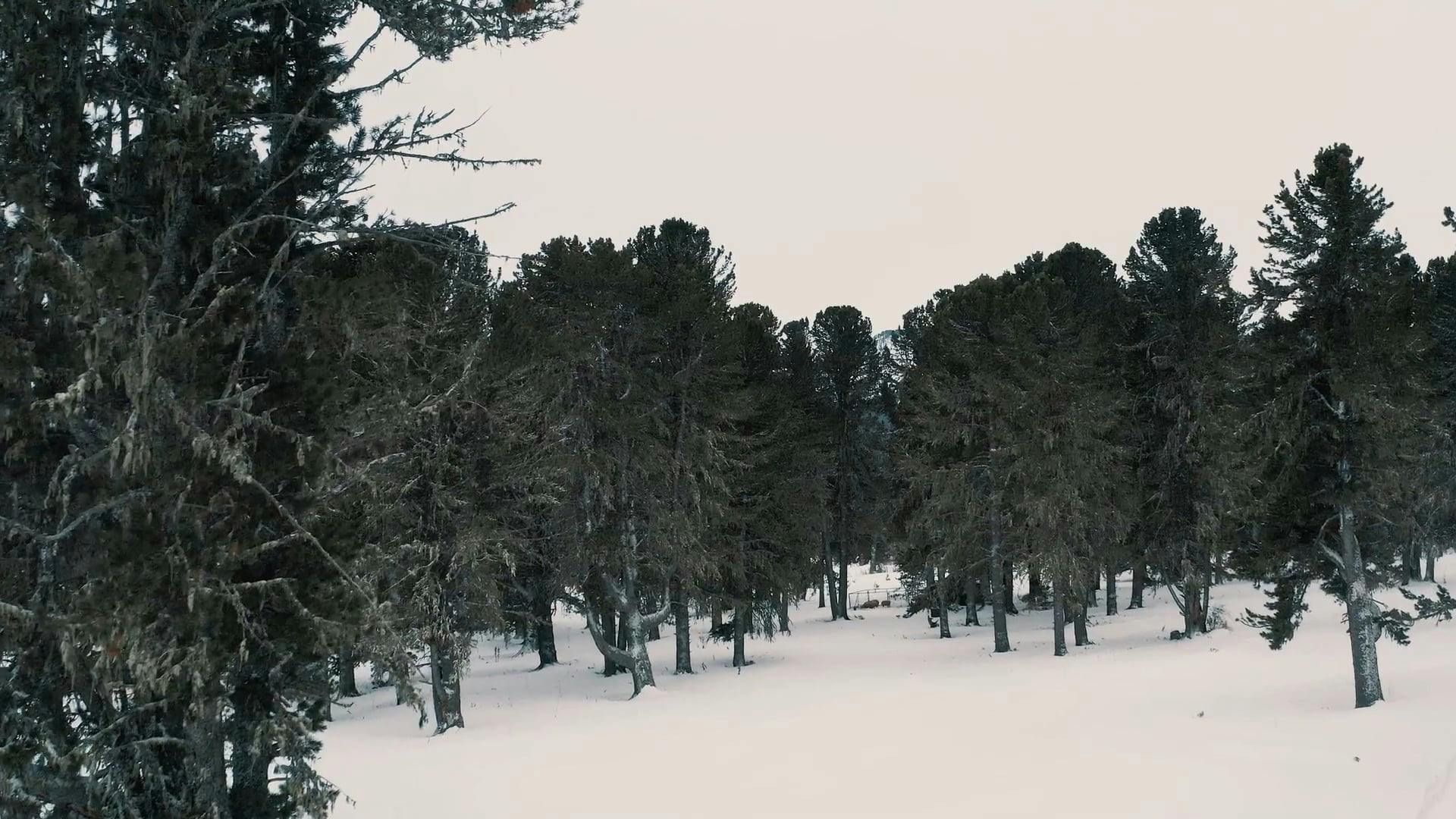 Snow Froest Videos, Download The BEST Free 4k Stock Video Footage ...