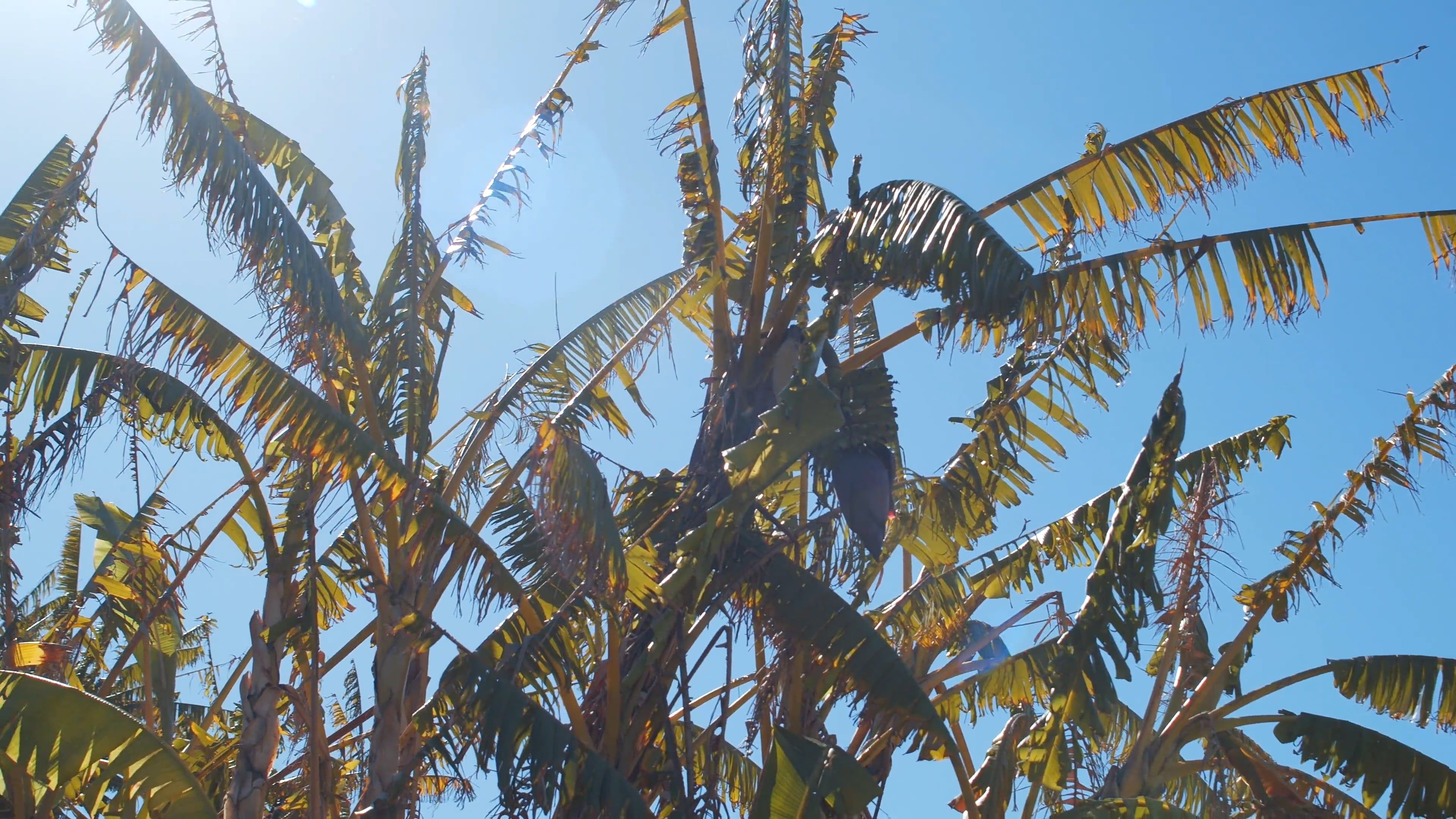 Close Up View of Banana Trees in a Farm Free Stock Video Footage ...