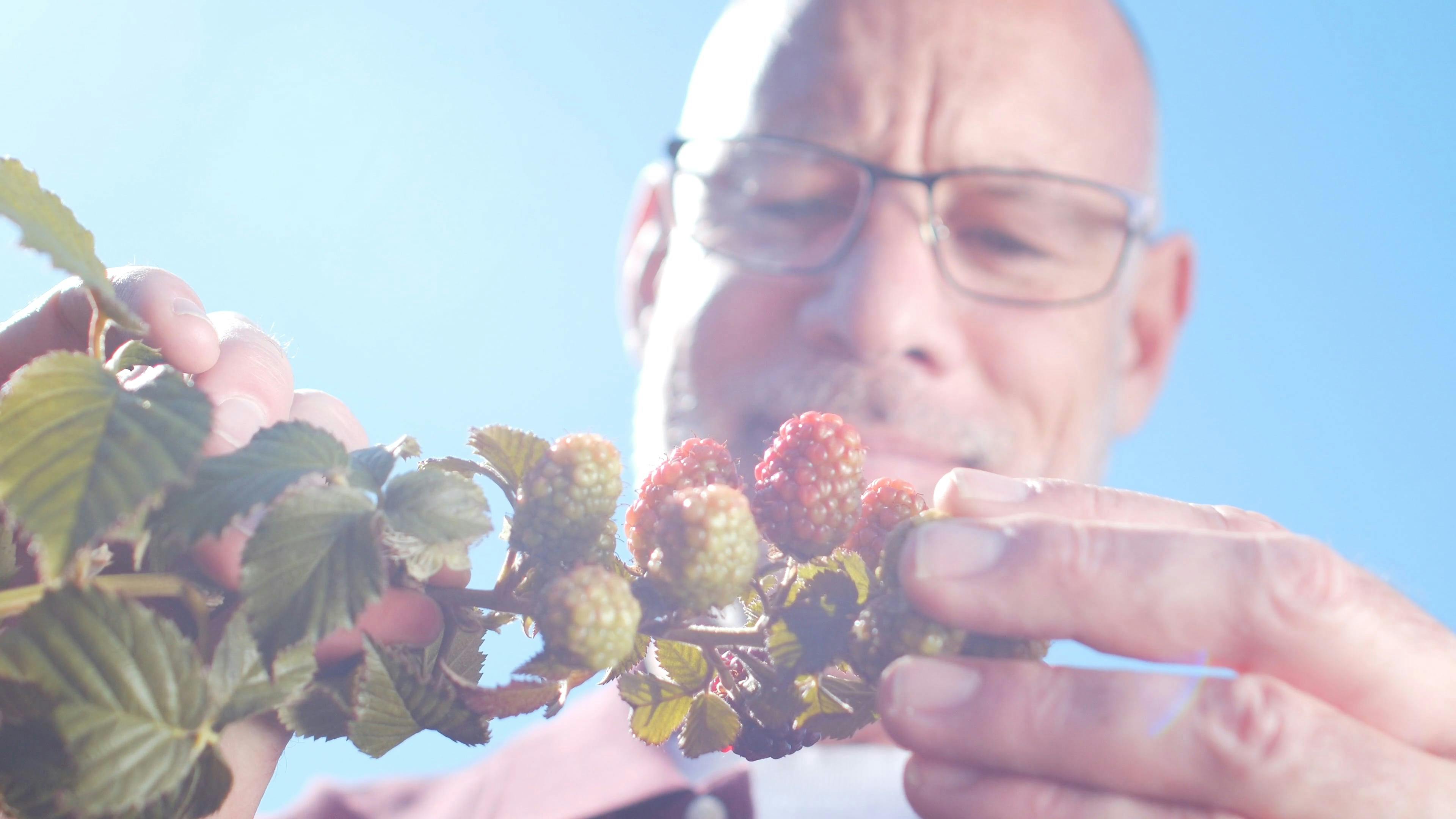 Man Eating Raspberry Free Stock Video Footage, Royalty-Free 4K & HD ...